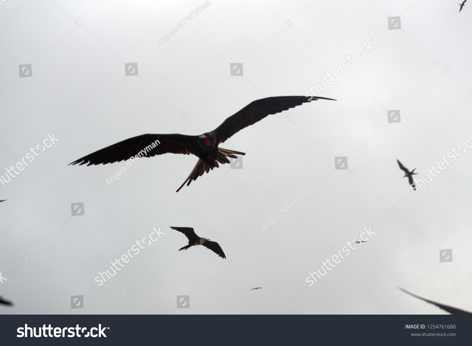 Flock Magnificent Frigatebirds Fregata Magnificens Flight Stock Photo ... Flock Magnificent Frigatebirds Fregata Magnificens Flight Stock Photo ...