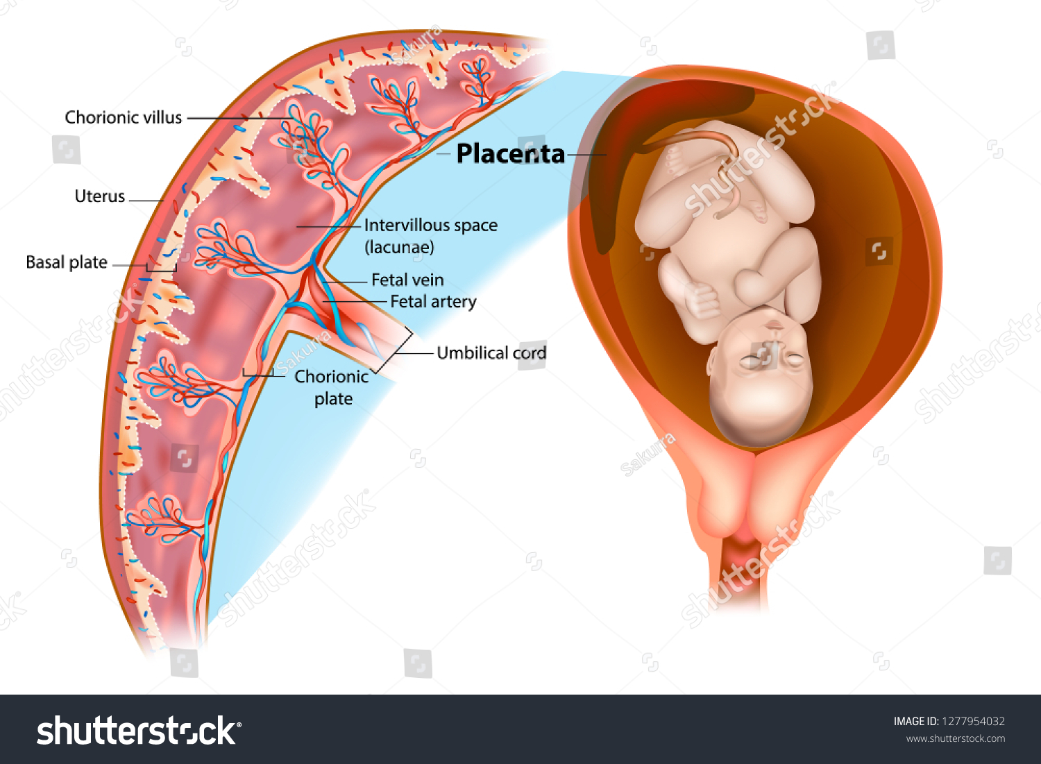 Vektor Stok Human Fetus Placenta Anatomy Placental Structure (Tanpa ... Vektor Stok Human Fetus Placenta Anatomy Placental Structure (Tanpa ...