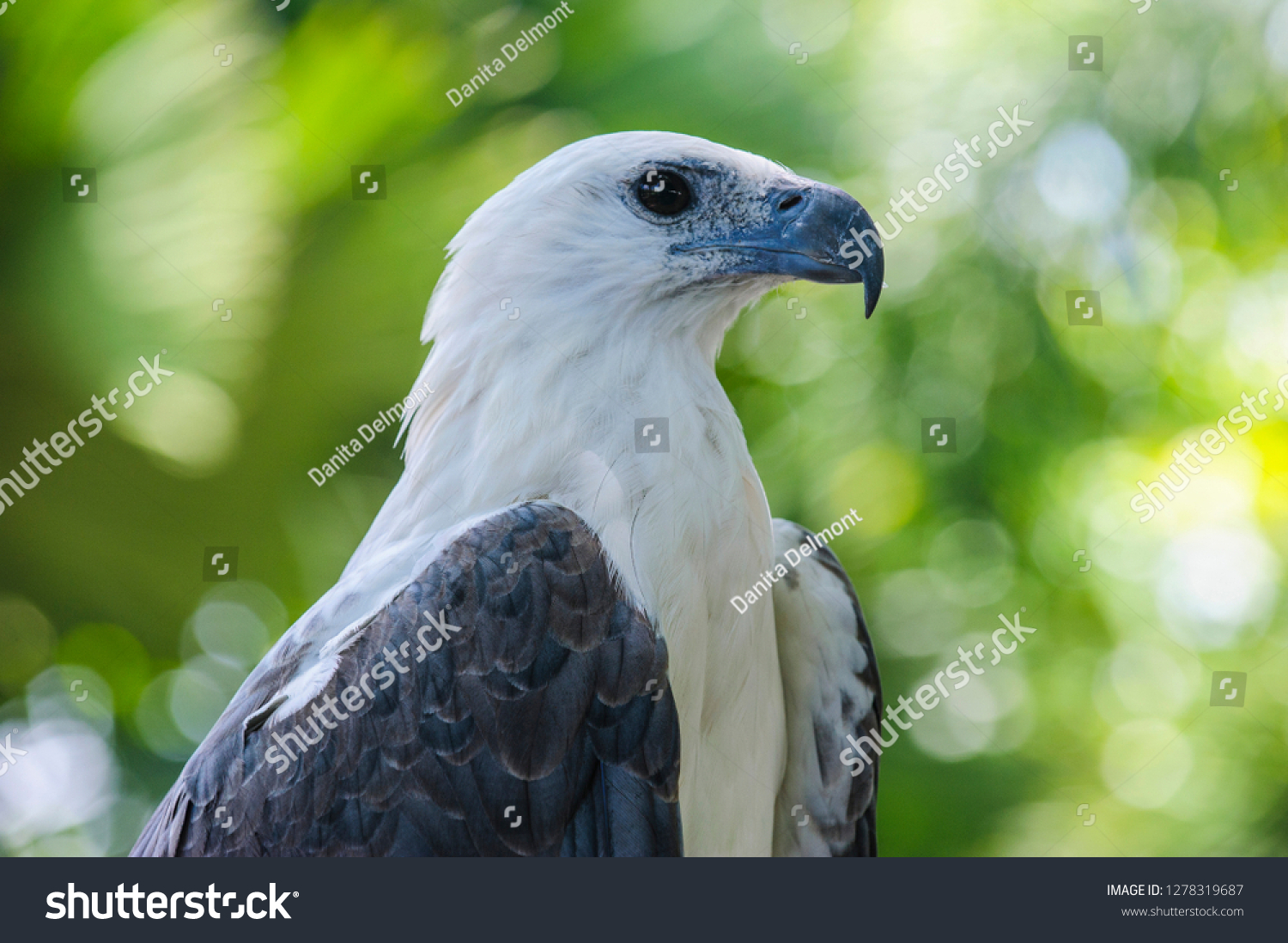 Philippine Eagle Pithecophaga Jefferyi Known Monkeyeating Stock Photo ... Philippine Eagle Pithecophaga Jefferyi Known Monkeyeating Stock Photo ...