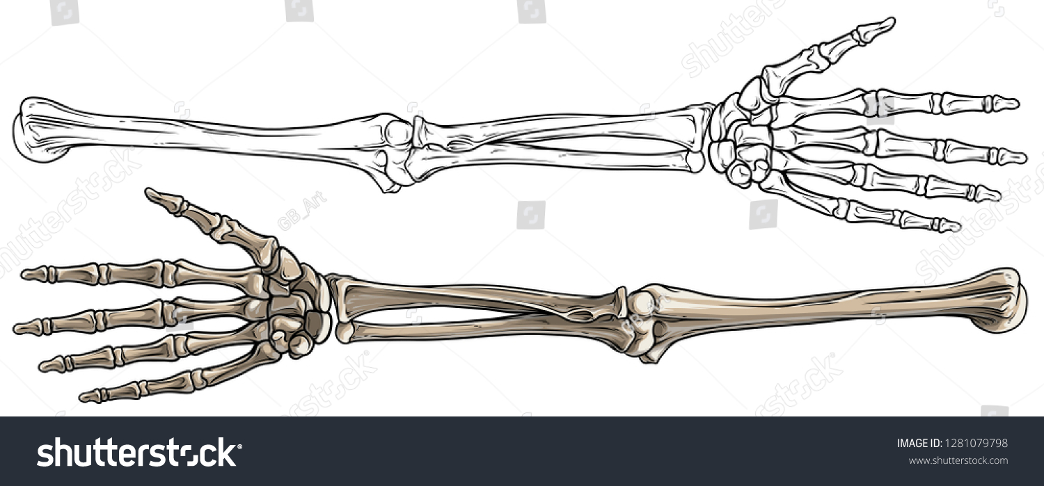 Graphic Detailed Black White Human Skeleton Stock Vector Royalty Free 1281079798 Shutterstock