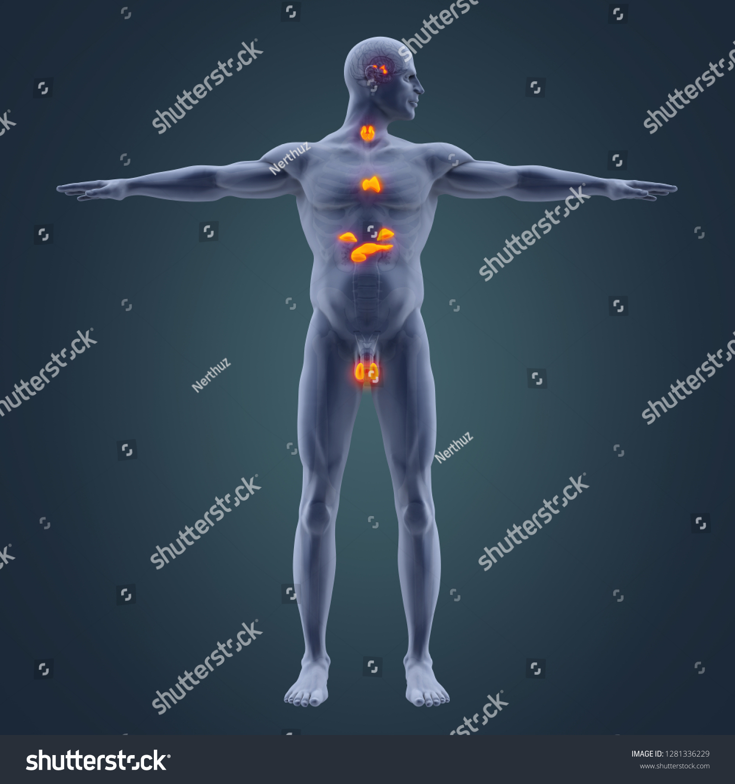 Human Endocrine System Illustration 3d Rendering Stock Illustration