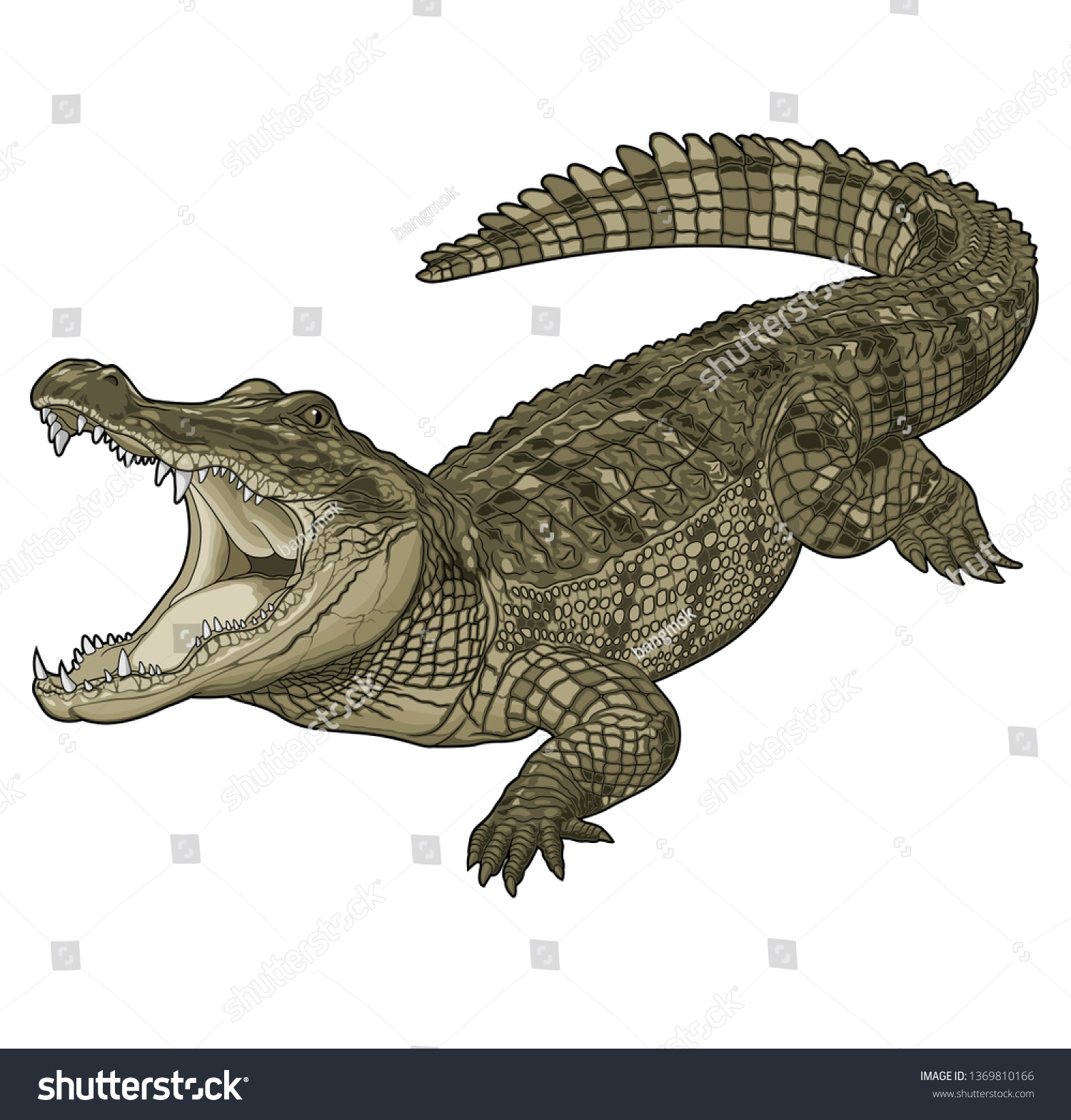 Crocodile Mouth Open Stock Vector (Royalty Free) 1369810166 | Shutterstock Crocodile Mouth Open Stock Vector (Royalty Free) 1369810166 | Shutterstock