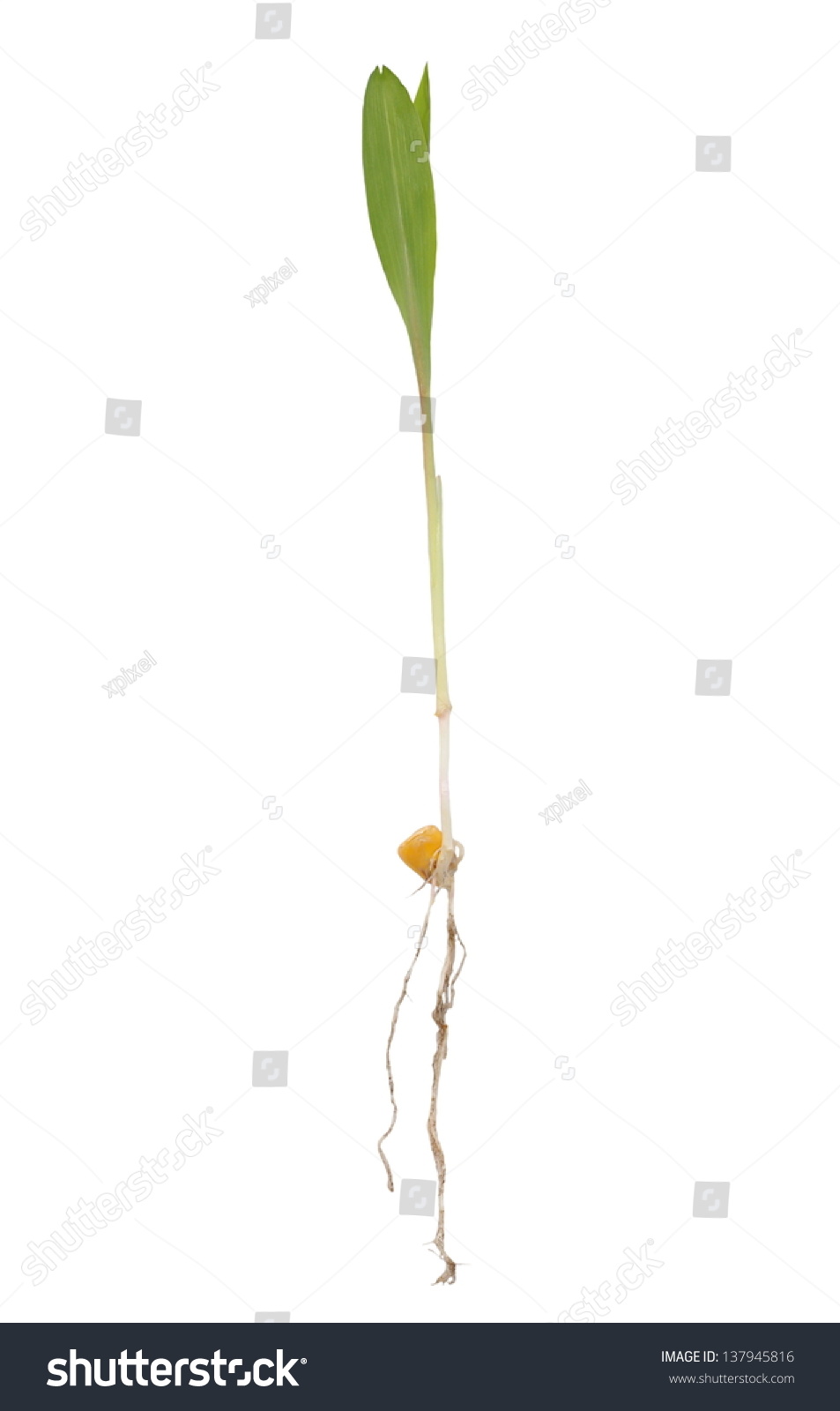 Macro Germination Corn Isolated On White Stock Photo 137945816 ... Macro Germination Corn Isolated On White Stock Photo 137945816 ...