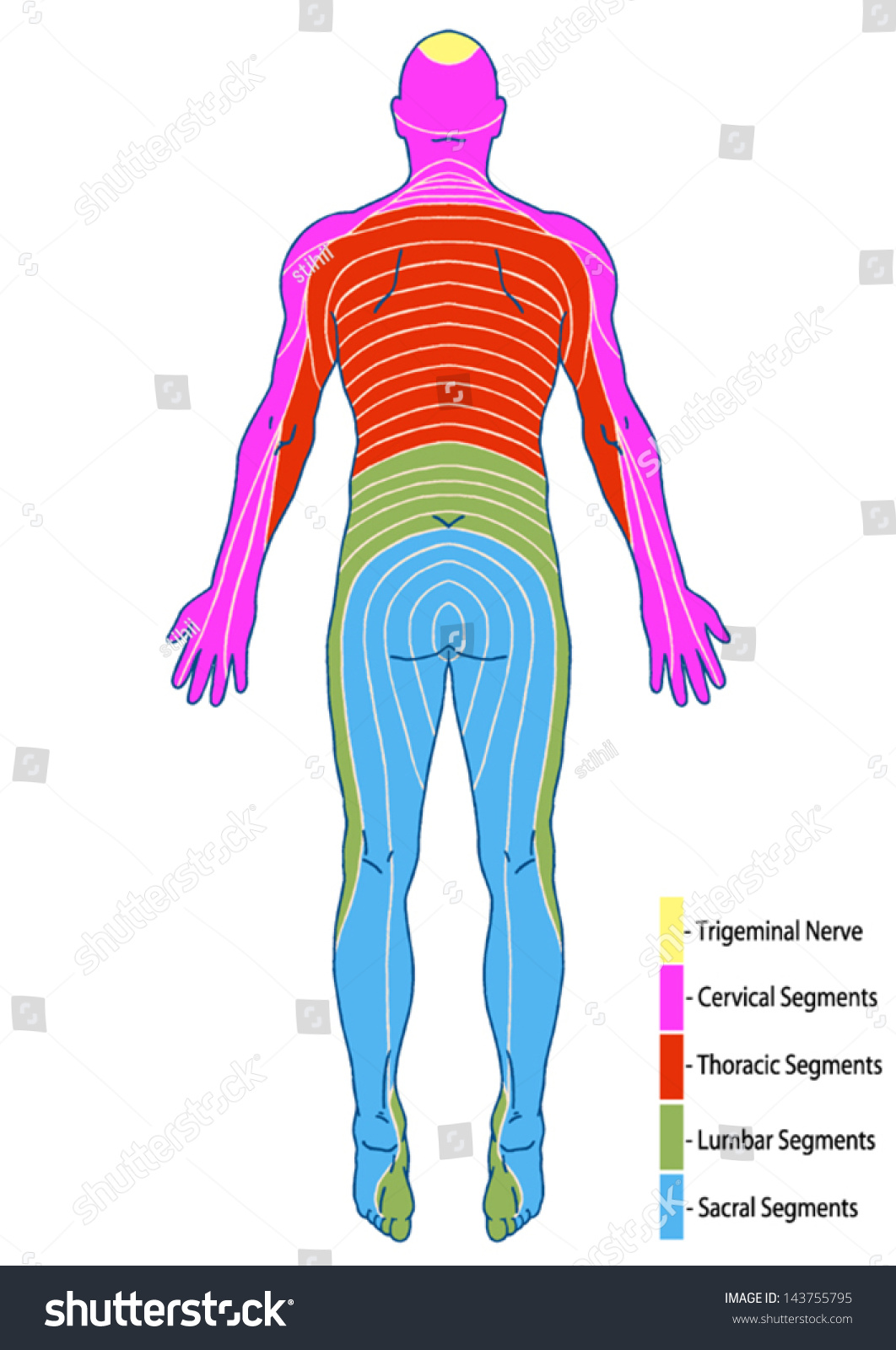 Drawing Medical Didactic Board Anatomy Human เวกเตอร์สต็อก ปลอดค่า