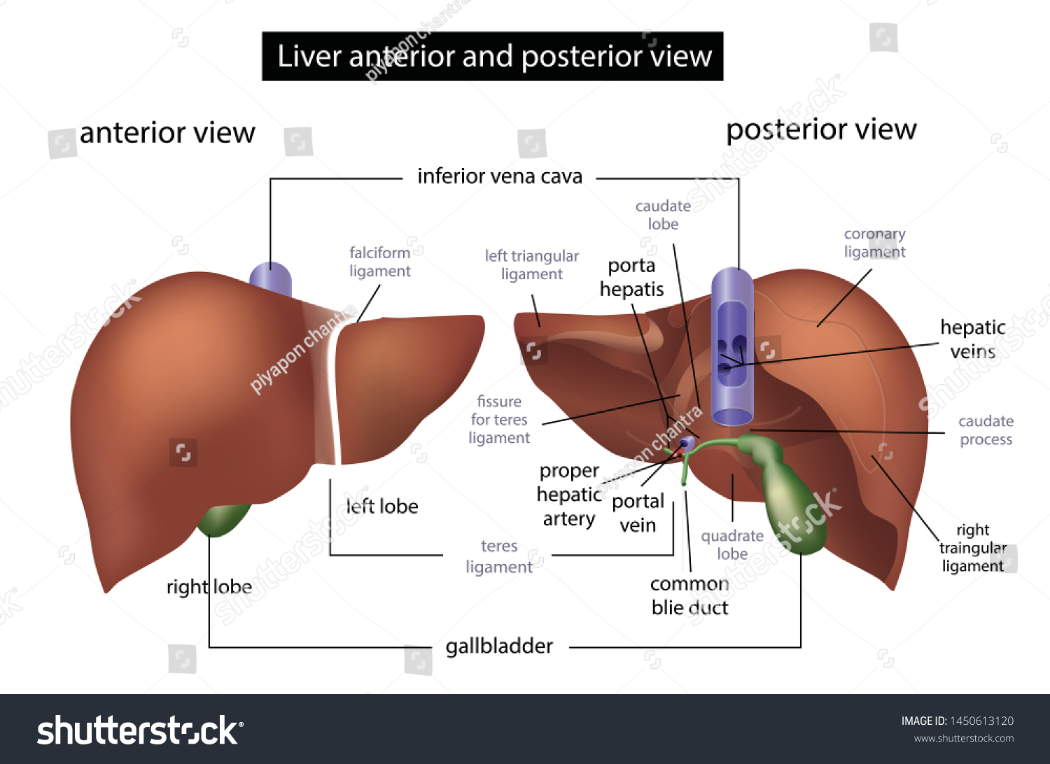 Vektor Stok Liver Anterior Posterior View Tanpa Royalti 1450613120