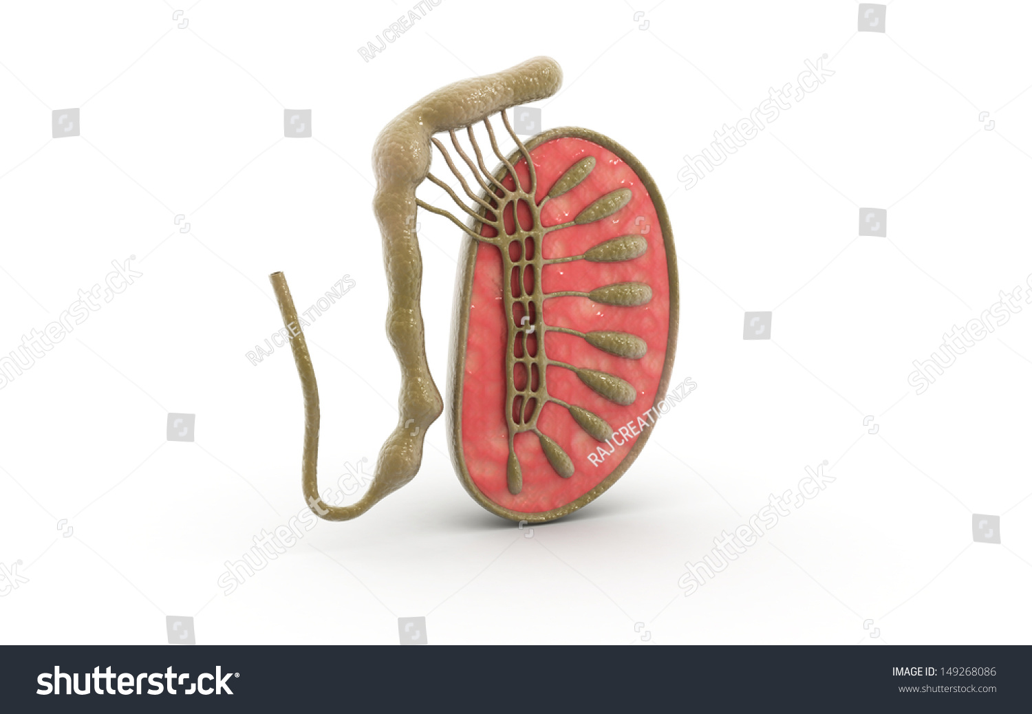 Cross Section Testicle Isolated On White Stock Illustration 149268086