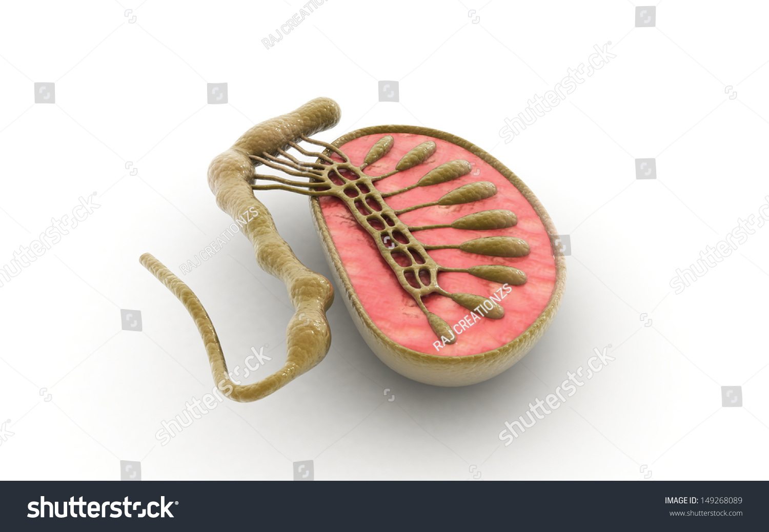 Cross Section Testicle Isolated On White Stock Illustration 149268089