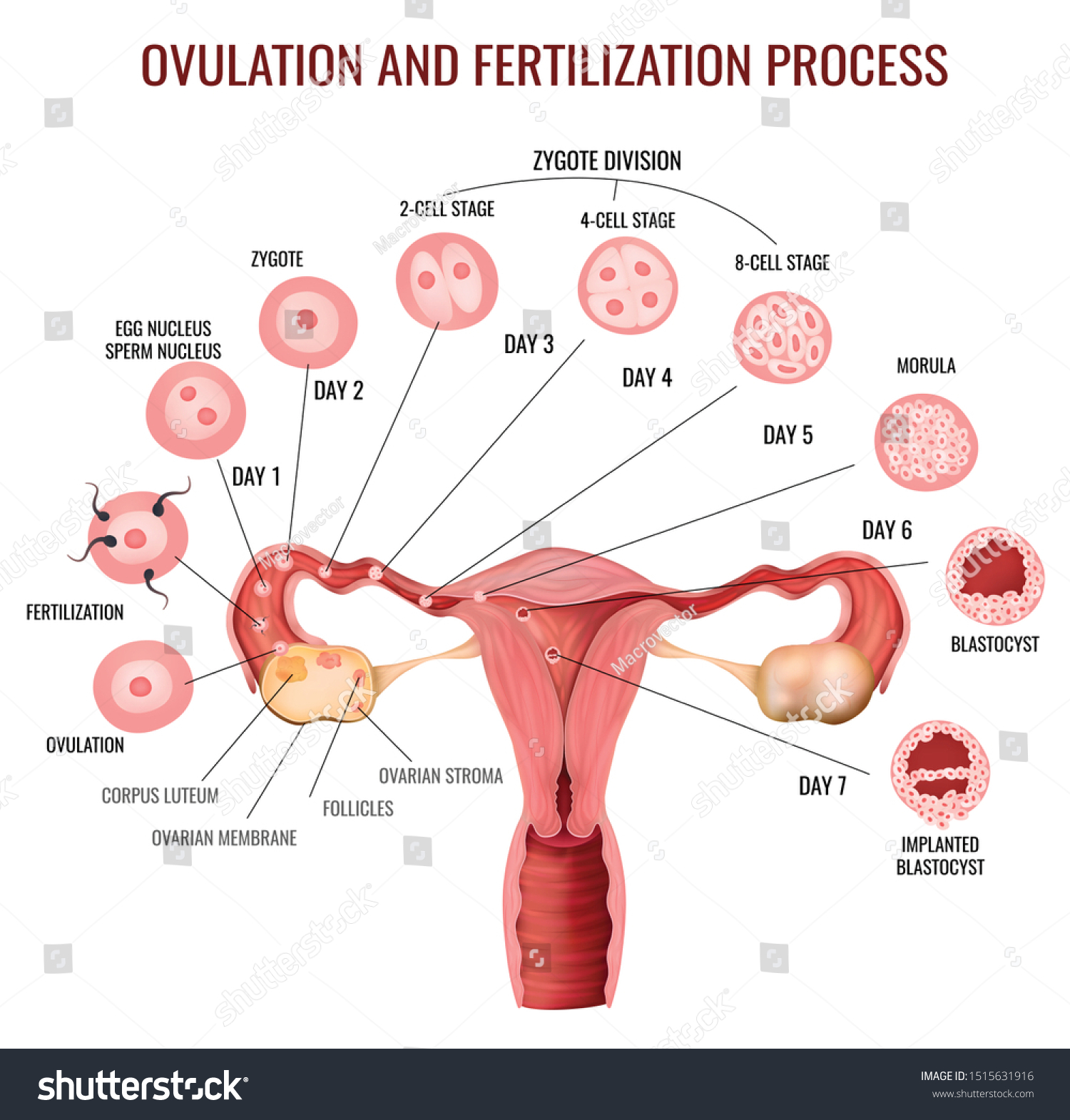 Female Reproductive System Ovulation Fertilization Process Stock Vector
