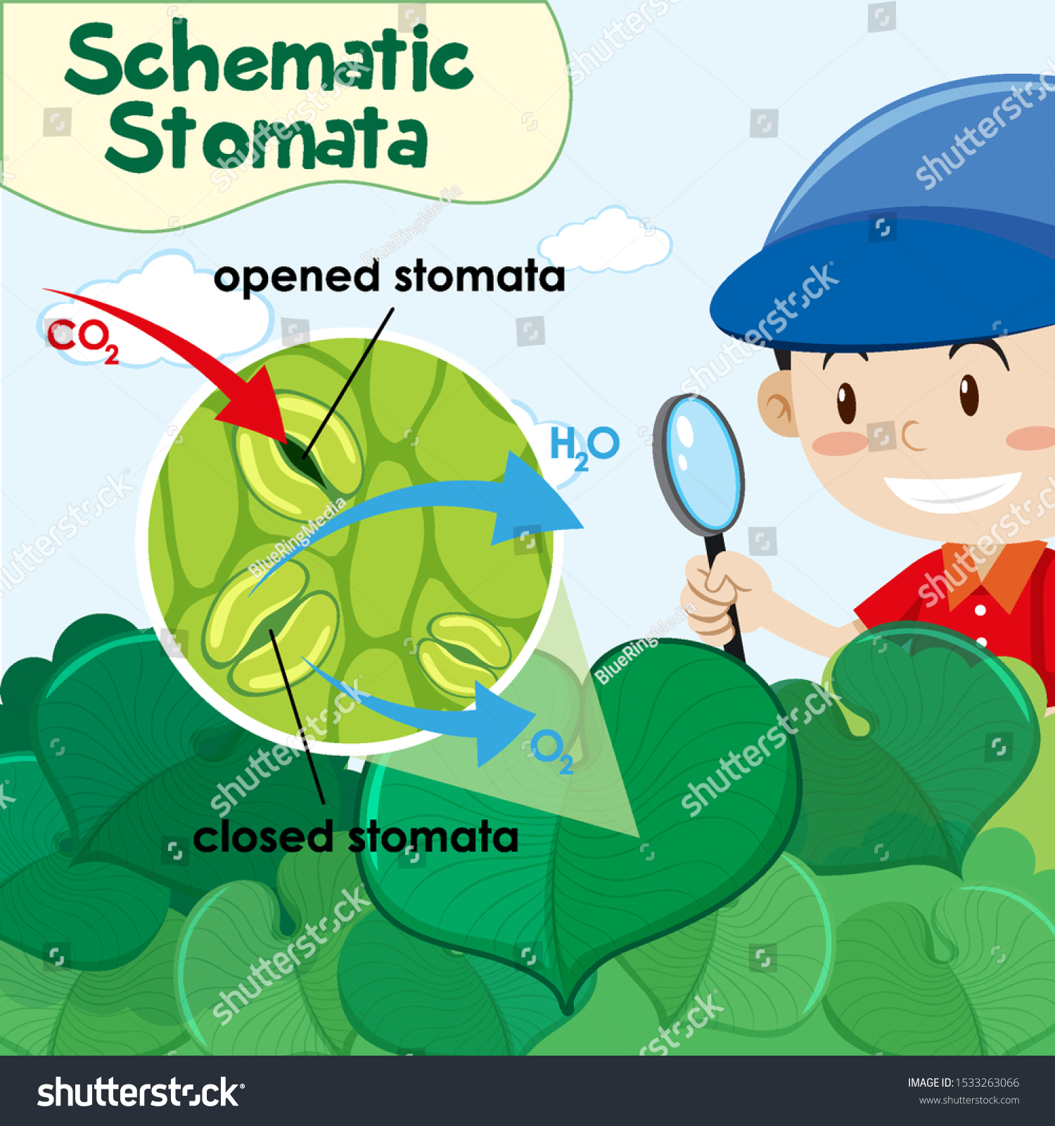 Diagram Showing Schematic Stomata Boy Garden Stock Vector (Royalty Free ... Diagram Showing Schematic Stomata Boy Garden Stock Vector (Royalty Free ...