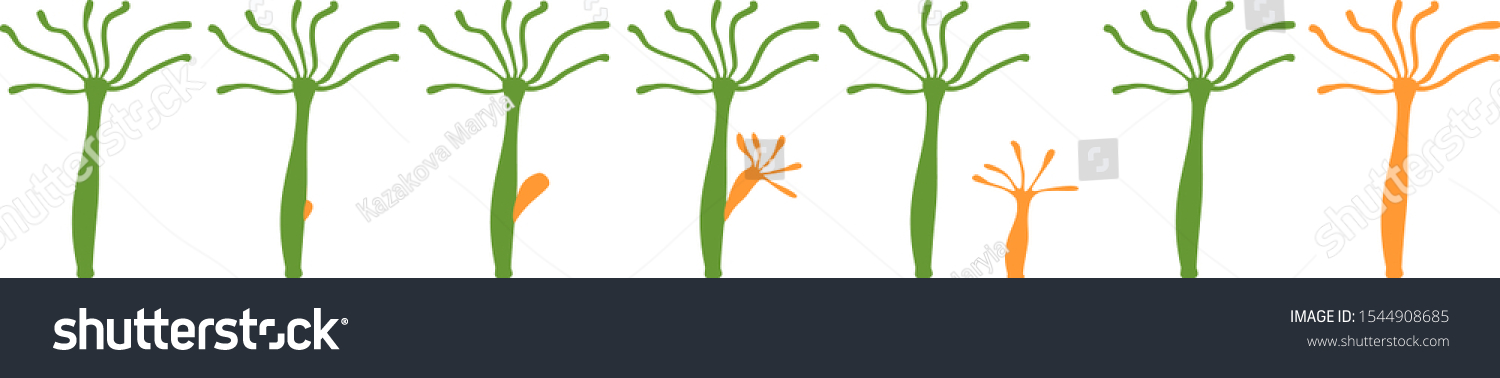 Hydra Asexual Reproduction Budding Scheme Educational Stock Vector