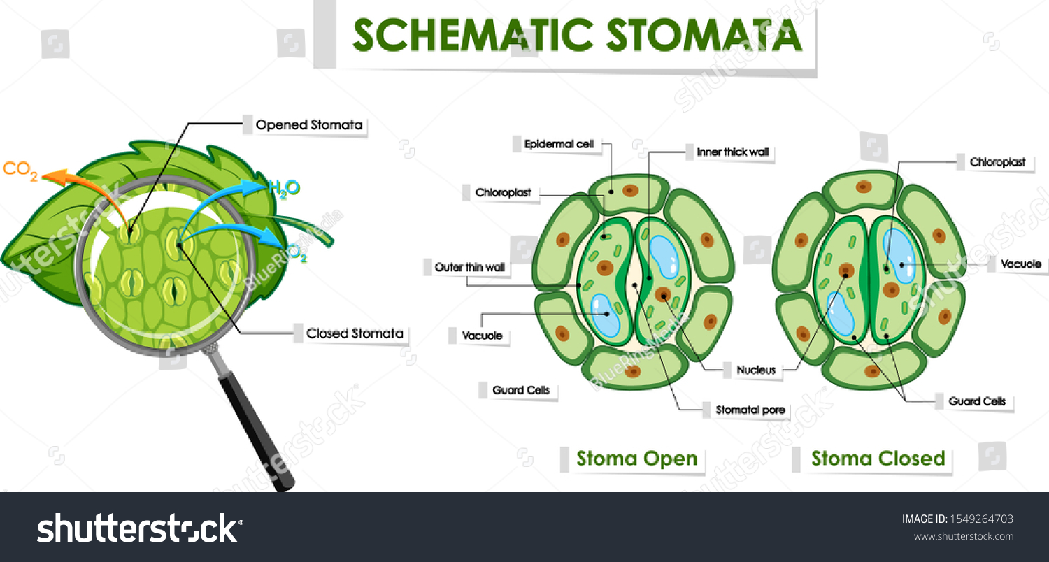 Diagram Showing Schematic Stomata Illustration Stock Vector (Royalty ... Diagram Showing Schematic Stomata Illustration Stock Vector (Royalty ...