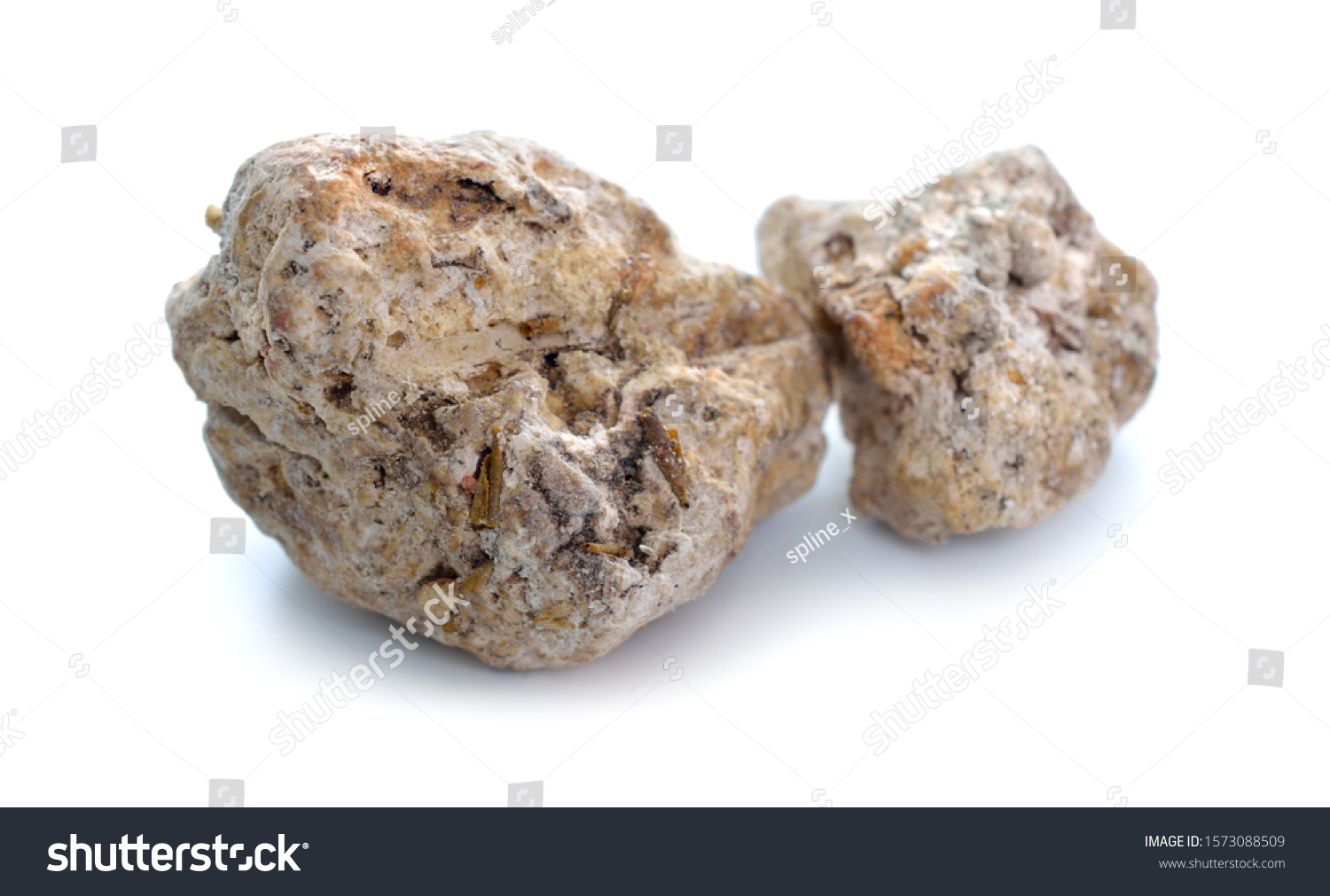 Ambergris Ambre Gris Ambergrease Grey Amber Stock Photo 1573088509 ...