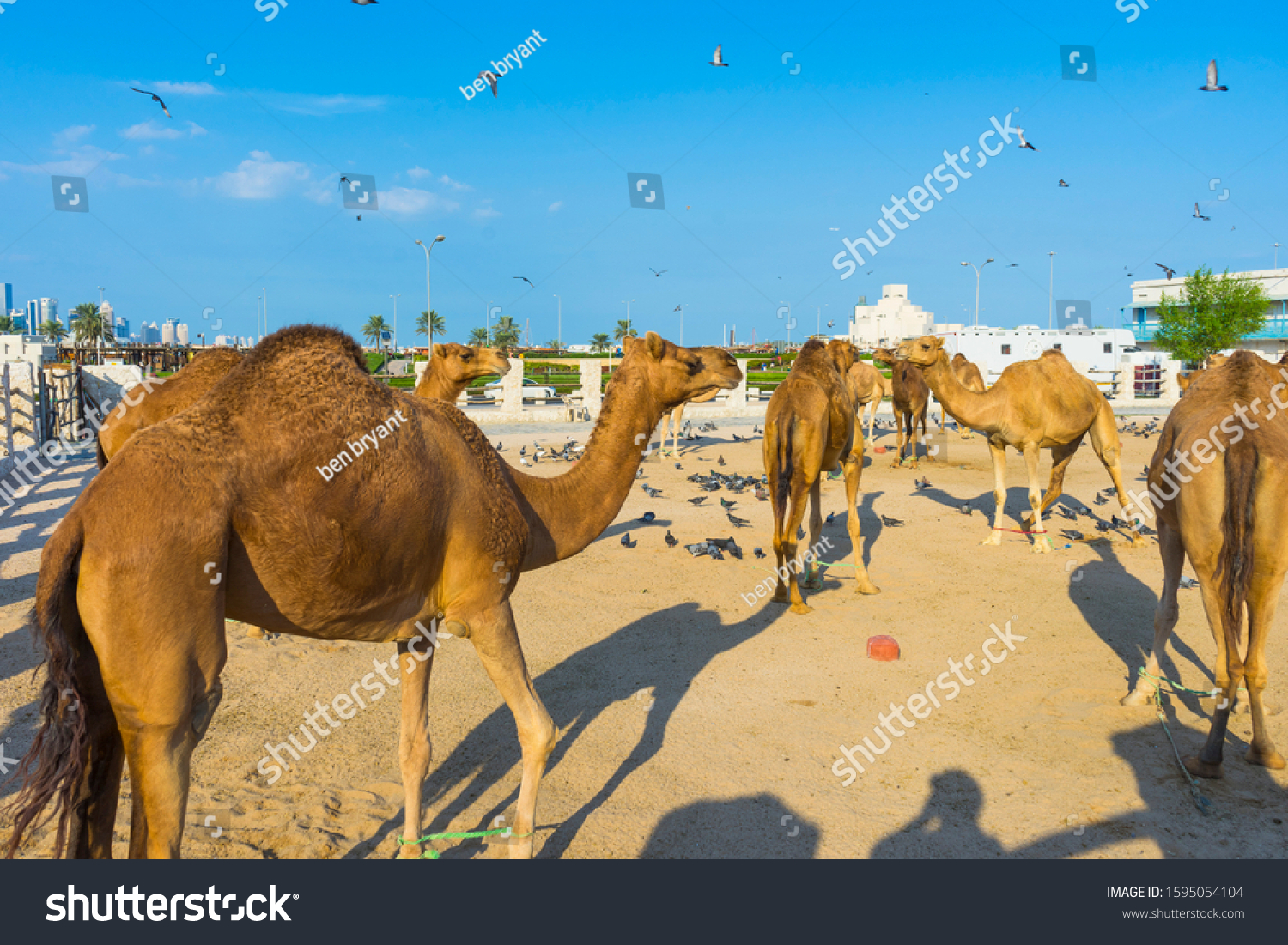 Camels Camel Souq Waqif Souq Doha库存照片1595054104 | Shutterstock Camels Camel Souq Waqif Souq Doha库存照片1595054104 | Shutterstock