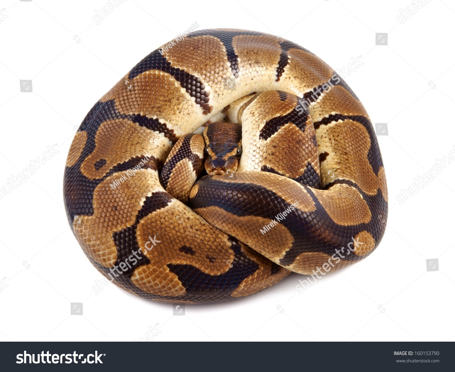 Python Regius On White Background Known Stock Photo 160153790 ...