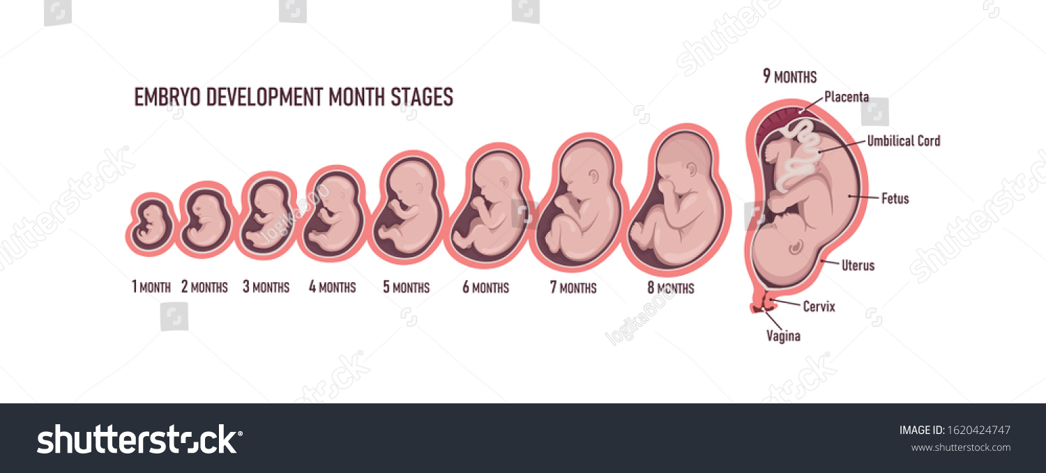 Human Embryo Stages Fetal Development 1 스톡 벡터 로열티 프리 1620424747