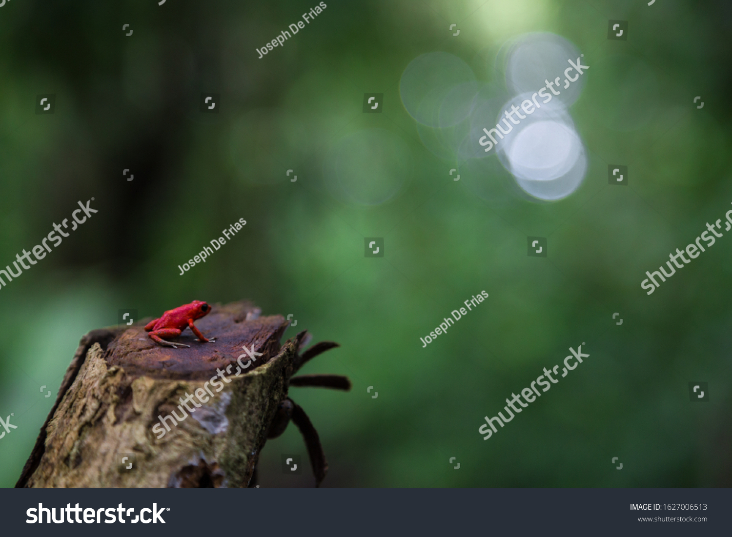 Closeup Photograph Red Frog Dendrobates Pumilio Stock Photo 1627006513 ... Closeup Photograph Red Frog Dendrobates Pumilio Stock Photo 1627006513 ...