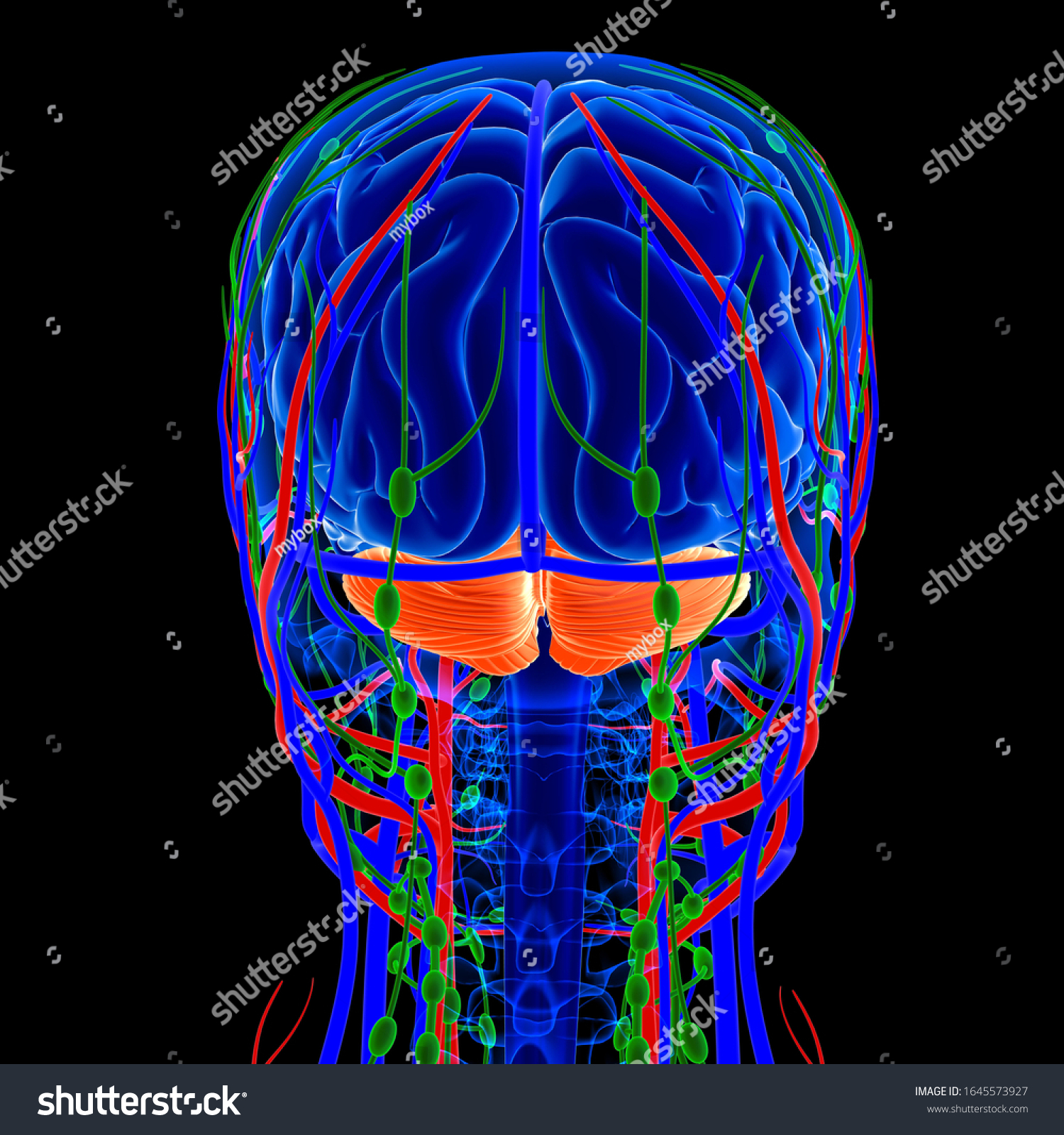 3d Illustration Brain Lymph Nodes 3d Stock Illustration 1645573927