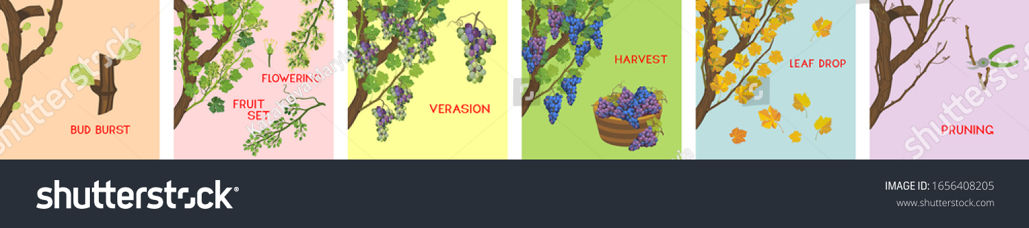 Annual Growth Life Cycle Grapevine Grapevine Stock Vector (Royalty Free ... Annual Growth Life Cycle Grapevine Grapevine Stock Vector (Royalty Free ...
