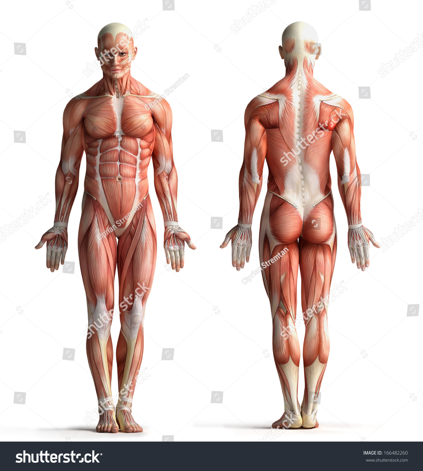 Male Anatomy View Stock Illustration 166482260 | Shutterstock Male Anatomy View Stock Illustration 166482260 | Shutterstock