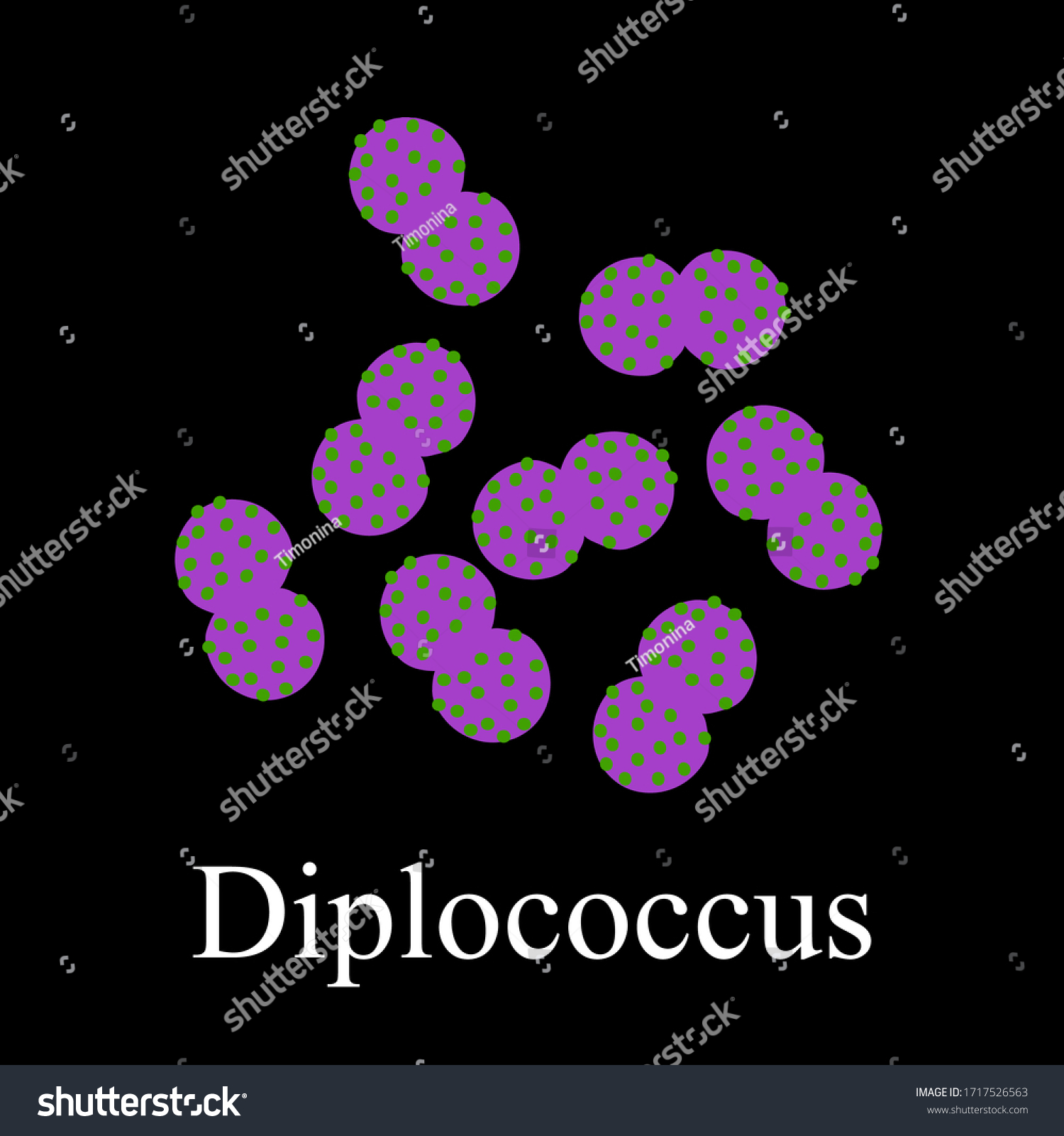 Vektor Stok Diplococci Structure Bacteria Diplococcus Infographics