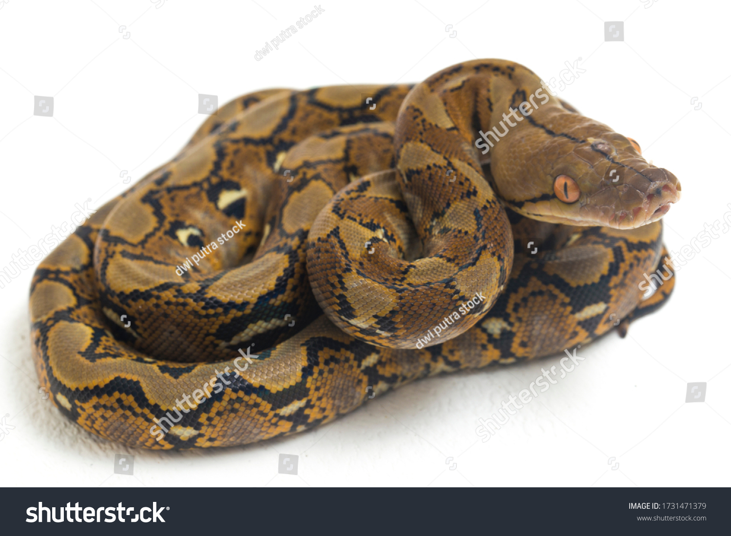 2,294 Python strikes Images, Stock Photos & Vectors | Shutterstock
