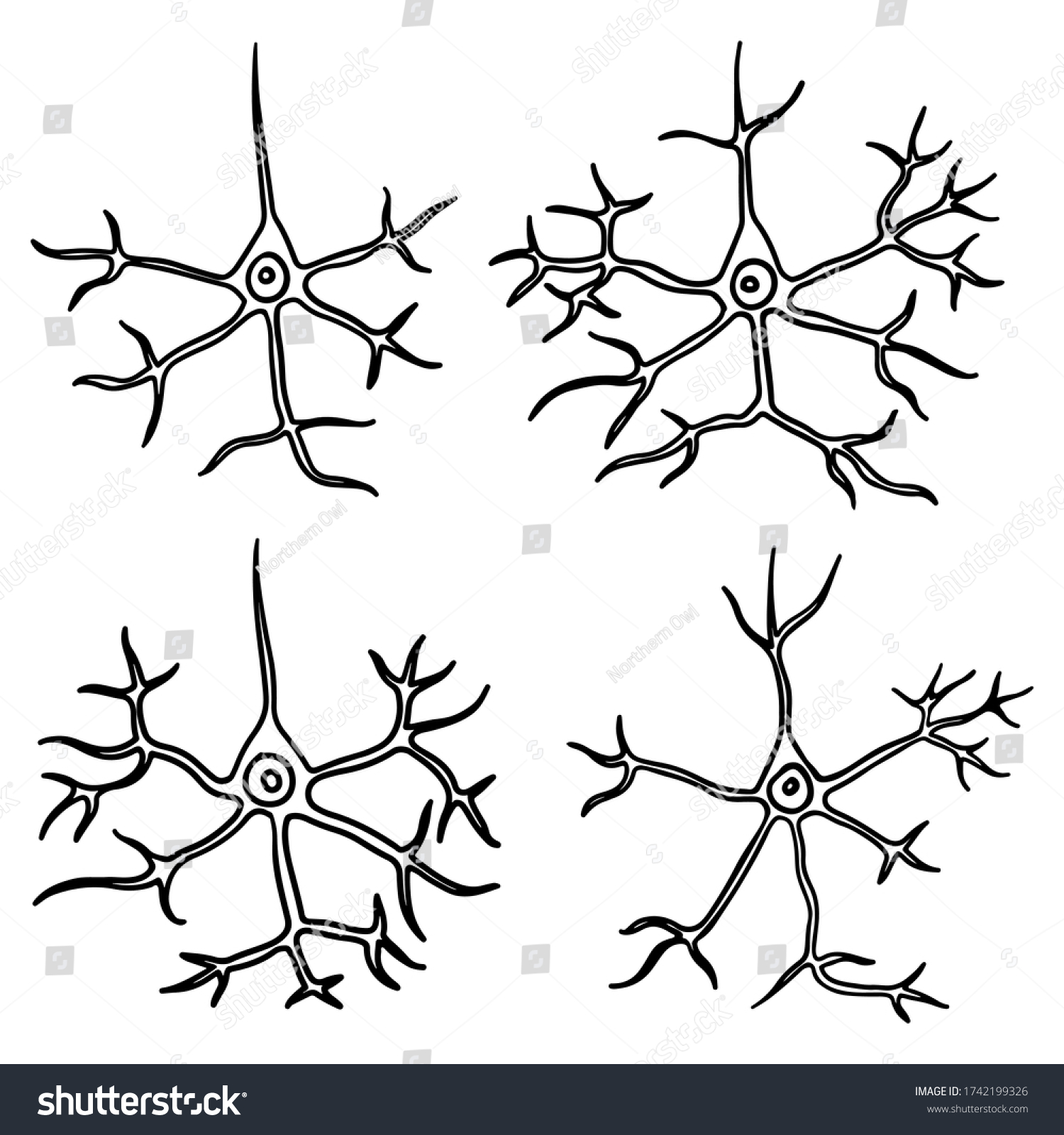 Handdrawn Neurons Neuron Cells Simplified Illustration: เวกเตอร์สต็อก ...