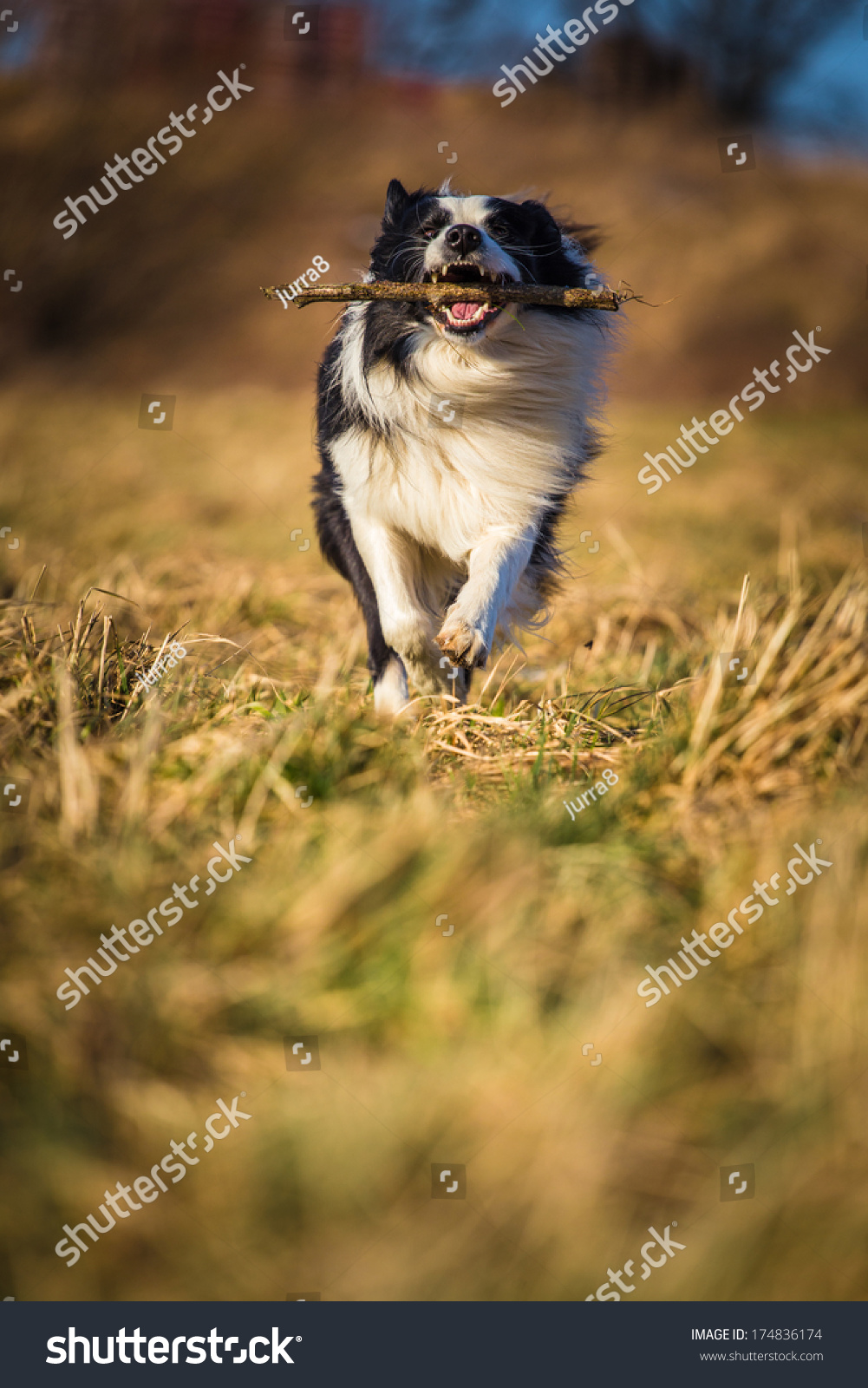 Border Collie Fetch Stock Photo 174836174 | Shutterstock Border Collie Fetch Stock Photo 174836174 | Shutterstock