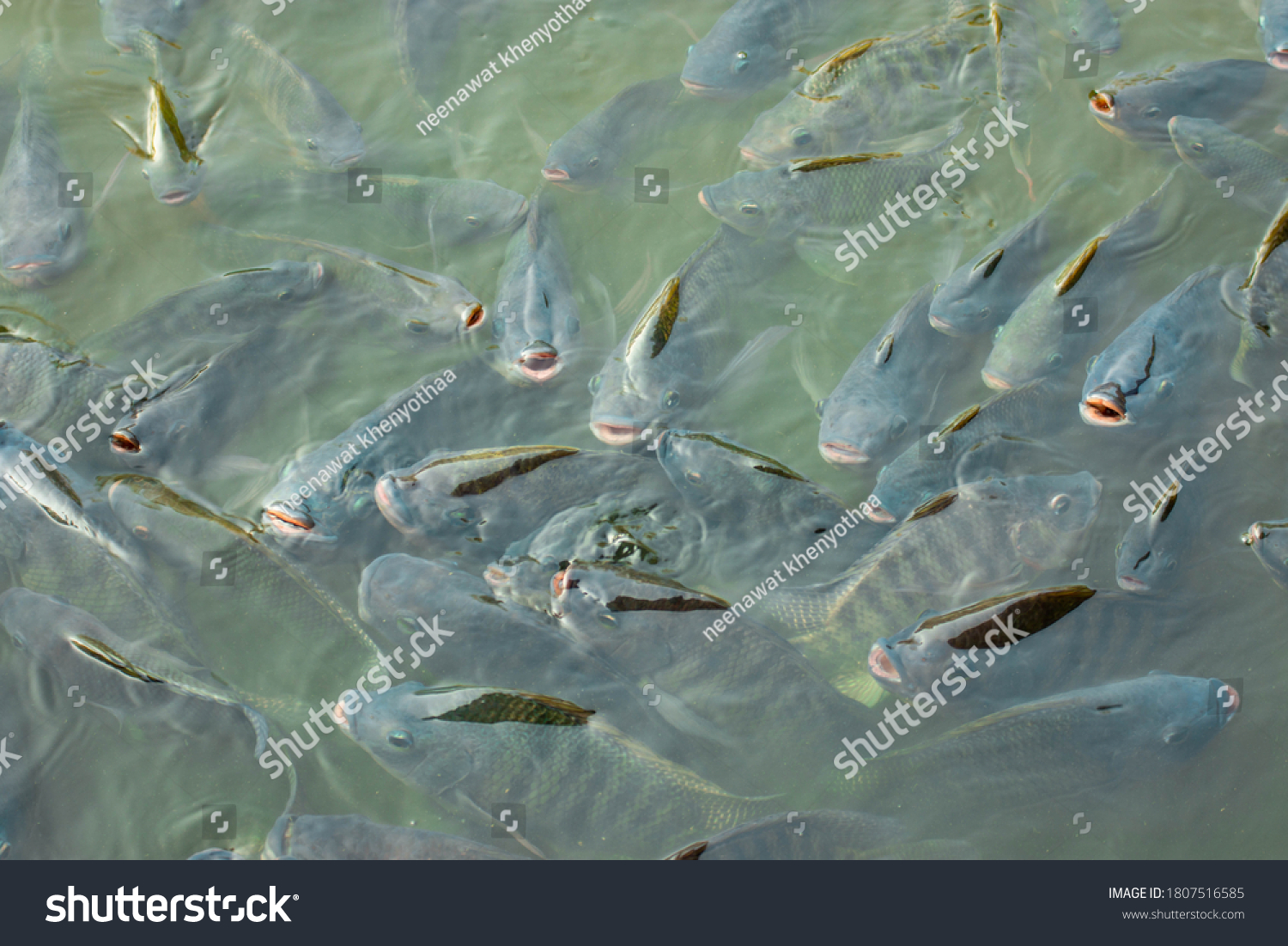 Nile Tilapia Floated Near Water Surface Stock Photo 1807516585 ... Nile Tilapia Floated Near Water Surface Stock Photo 1807516585 ...