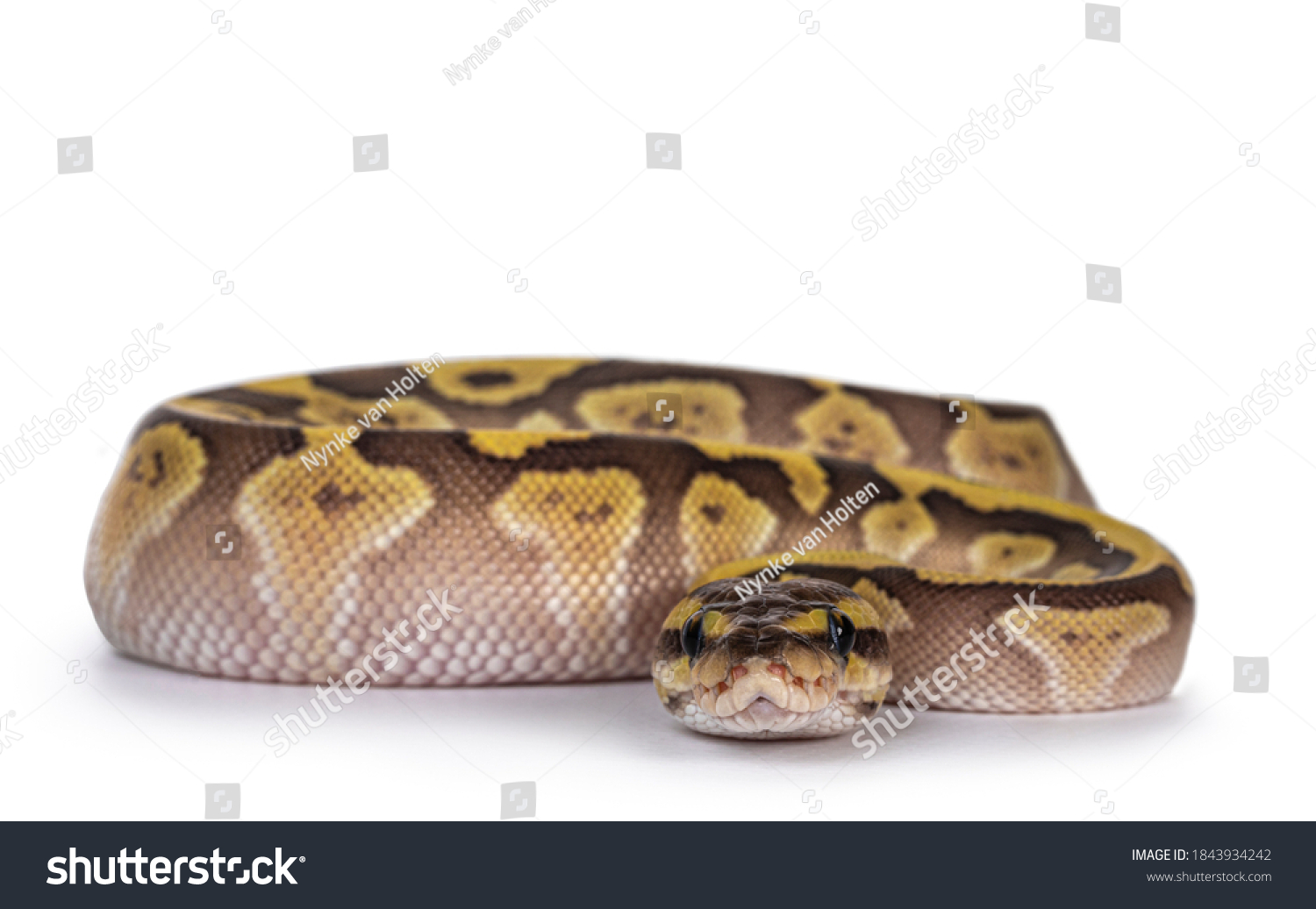 Baby Female Lesser Pastel Ballpython Aka Stock Photo 1843934242 ...