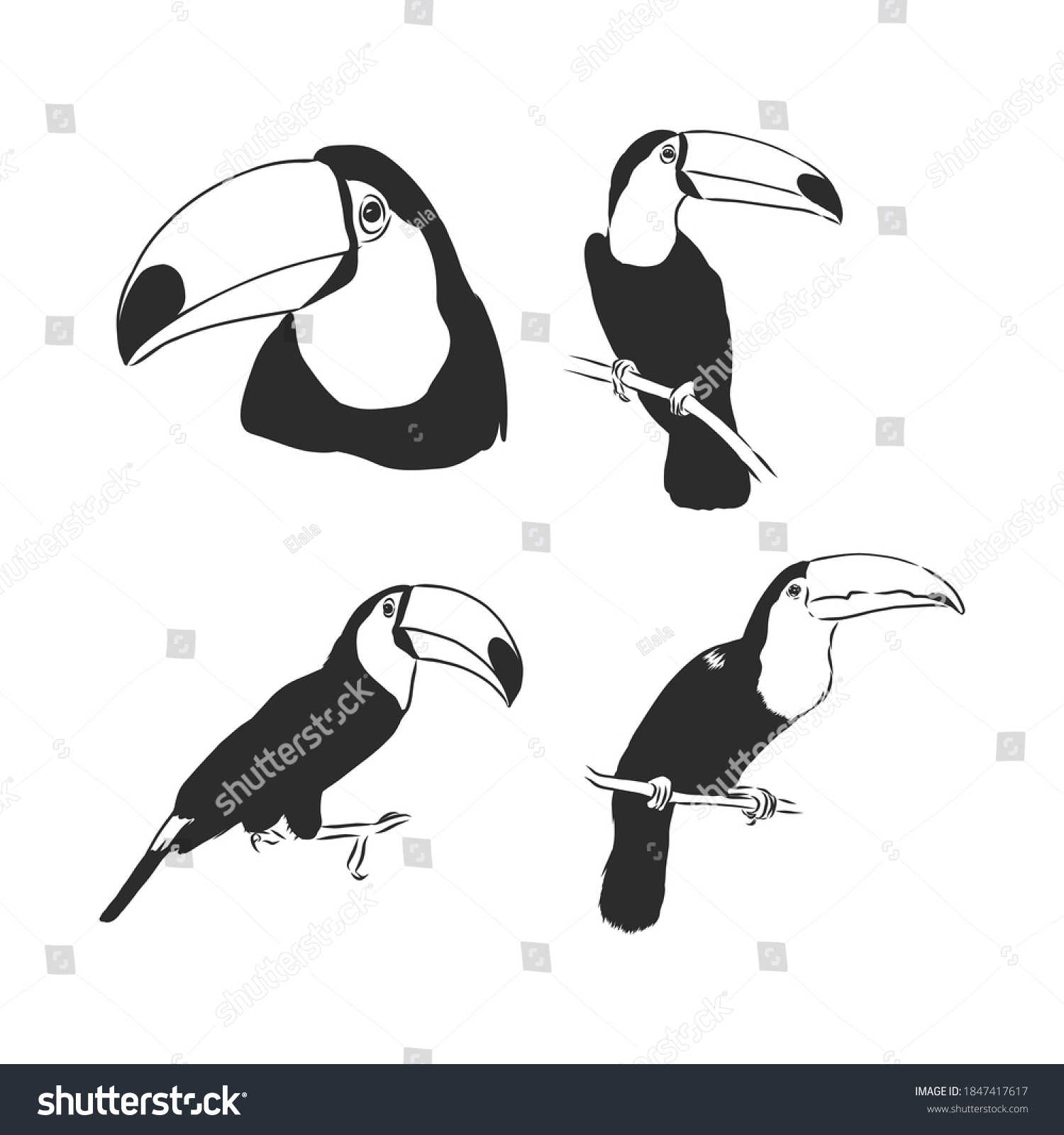 Toucan Hand Drawn Vector Llustration Realistic Stock Vector Royalty