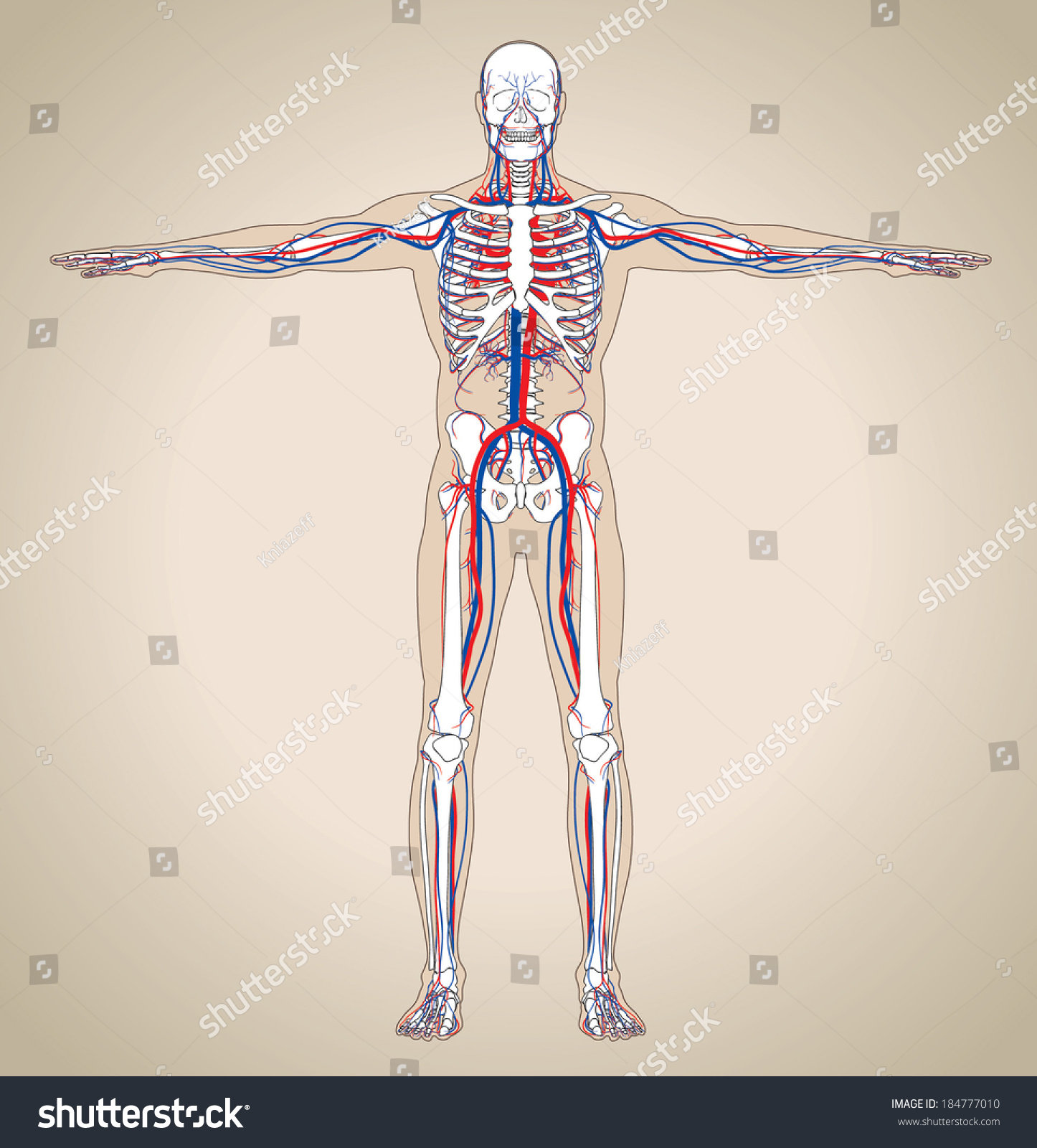 Human Male Circulatory System Vector Illustration เวกเตอร์สต็อก ปลอด