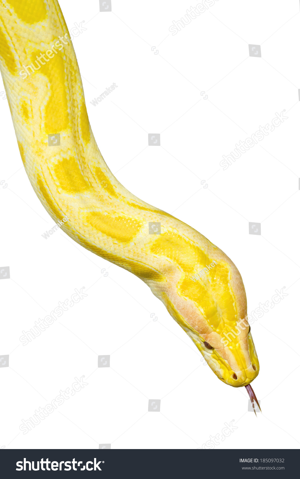Closeup Gold Pythonreticulated Python Python Reticulatus Stock Photo ...