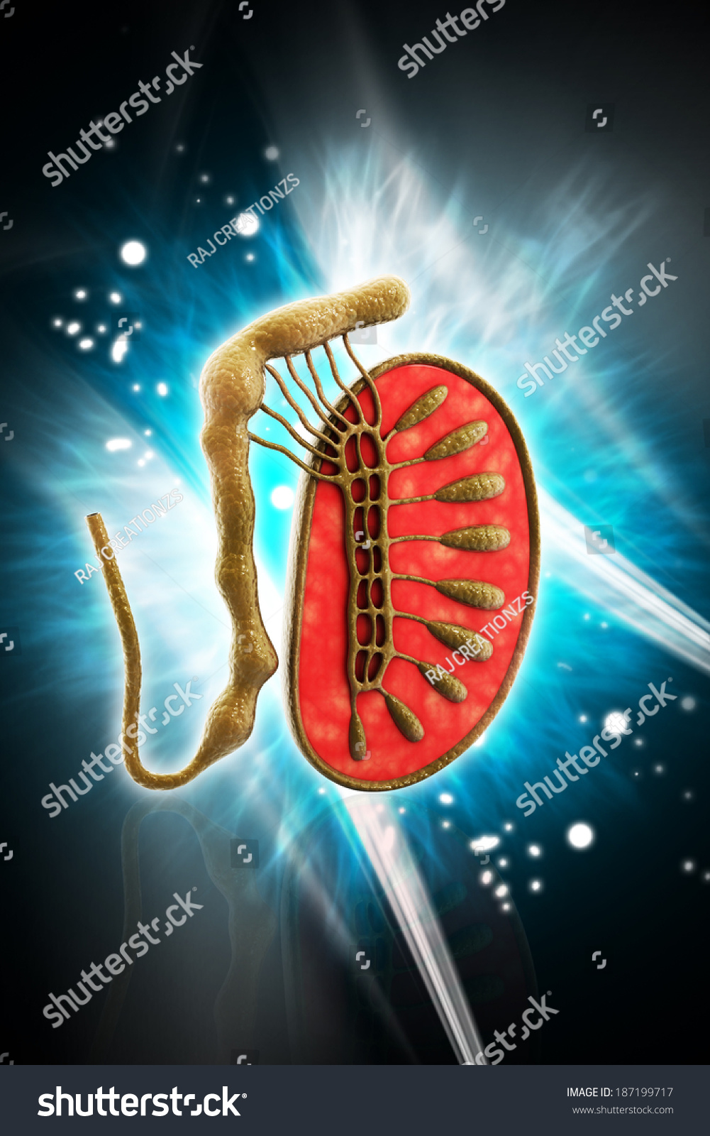 Cross Section Testicle Colour Background Stock Illustration 187199717