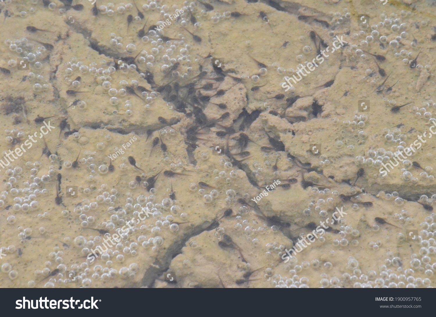 Tadpole Larval Stage Life Cycle Amphibian Stock Photo 1900957765 ... Tadpole Larval Stage Life Cycle Amphibian Stock Photo 1900957765 ...