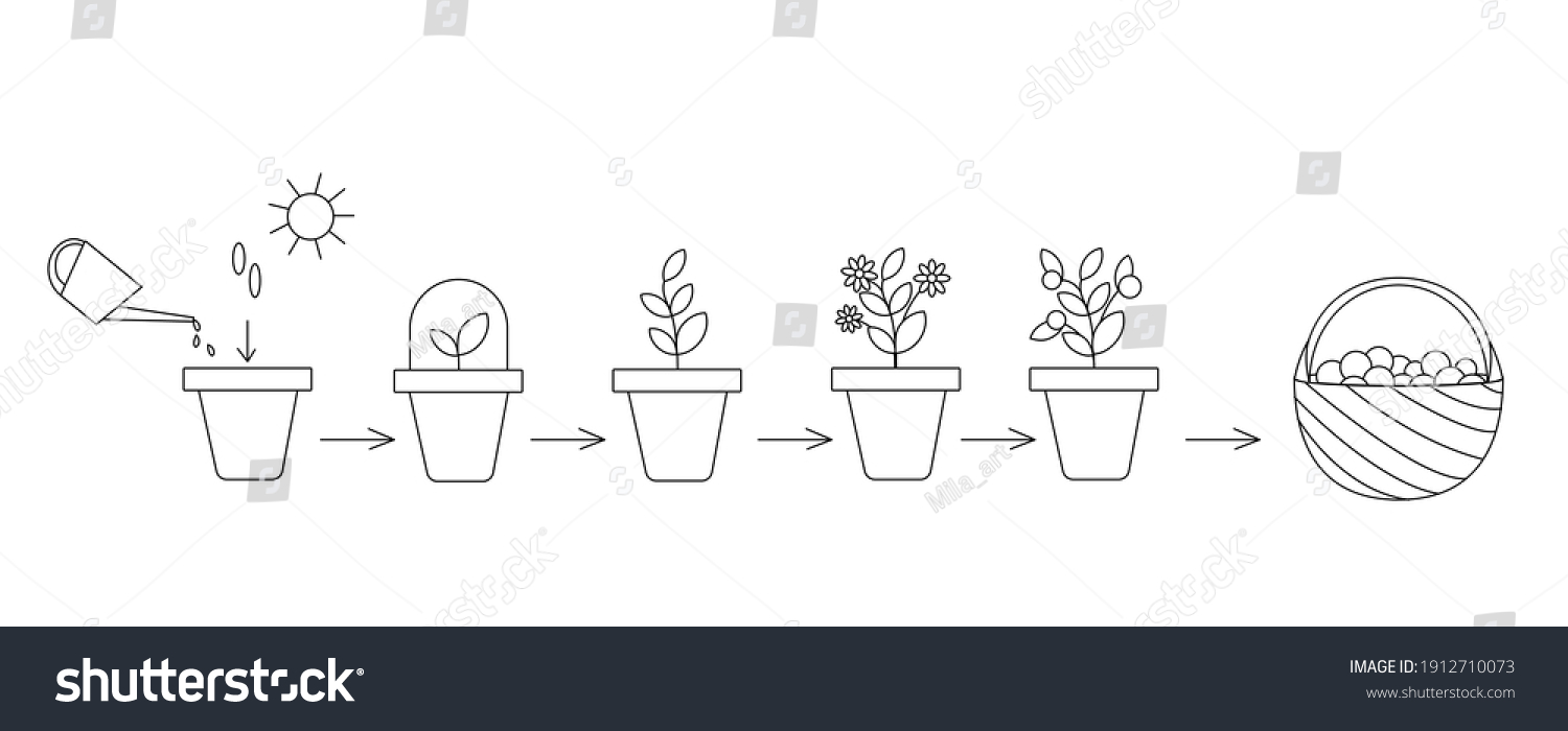 Schematic Representation Planting Growing Plant Pot Stock Vector ... Schematic Representation Planting Growing Plant Pot Stock Vector ...