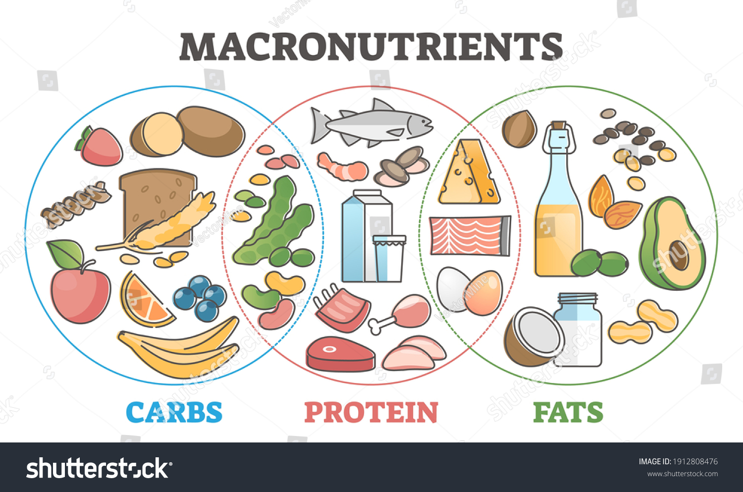 Macronutrients Educational Diet Scheme Carbs Protein: เวกเตอร์สต็อก ... Macronutrients Educational Diet Scheme Carbs Protein: เวกเตอร์สต็อก ...
