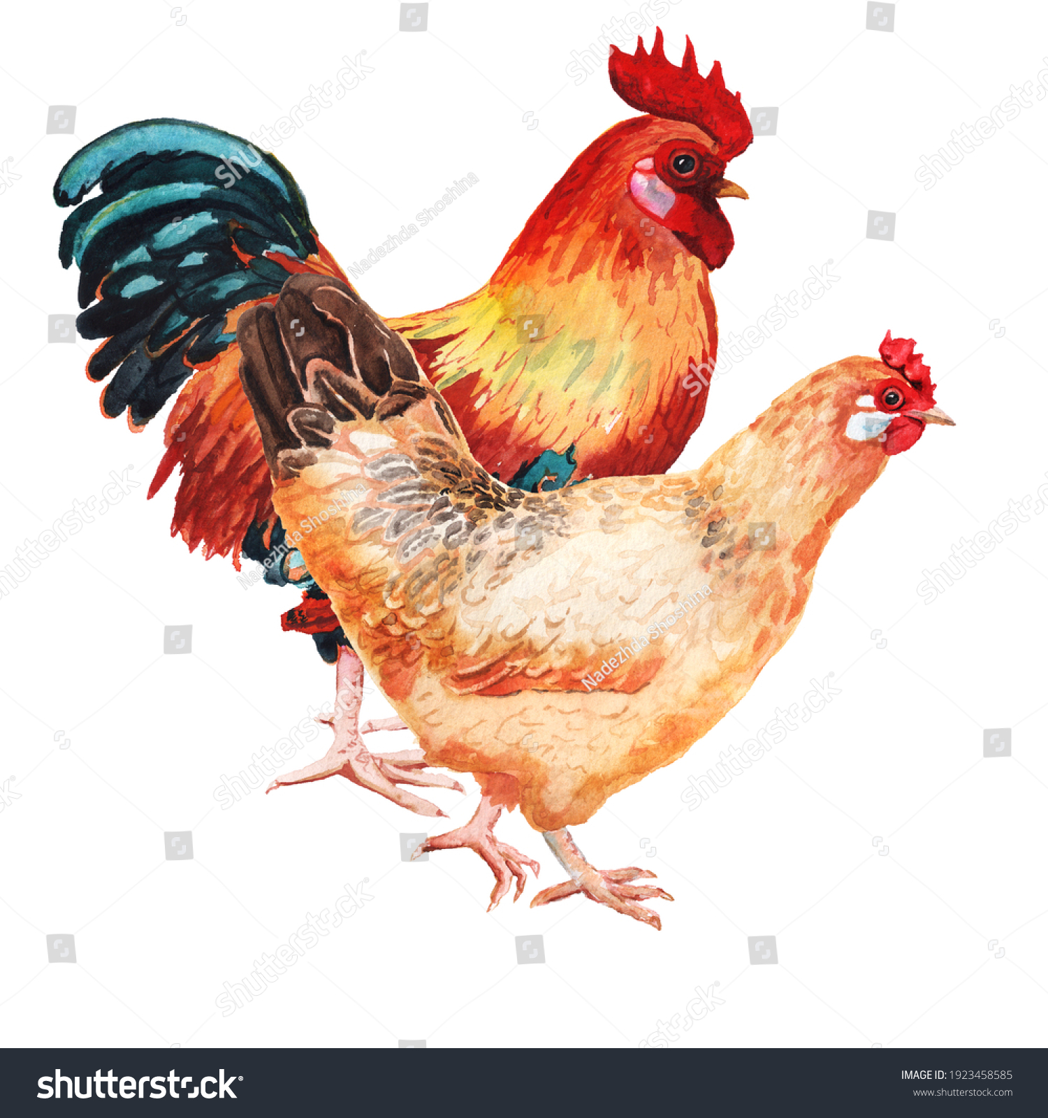 Watercolor Image Cock Hen Hand Drawn 库存插图 1923458585 Shutterstock