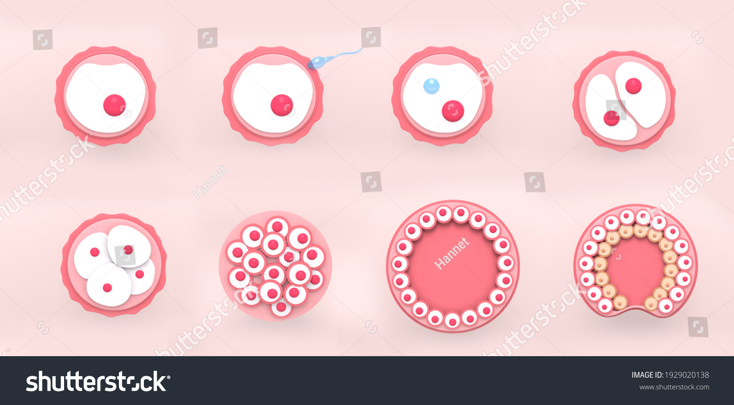Stages Segmentation Fertilized Ovum Human Embryonic Stock Illustration