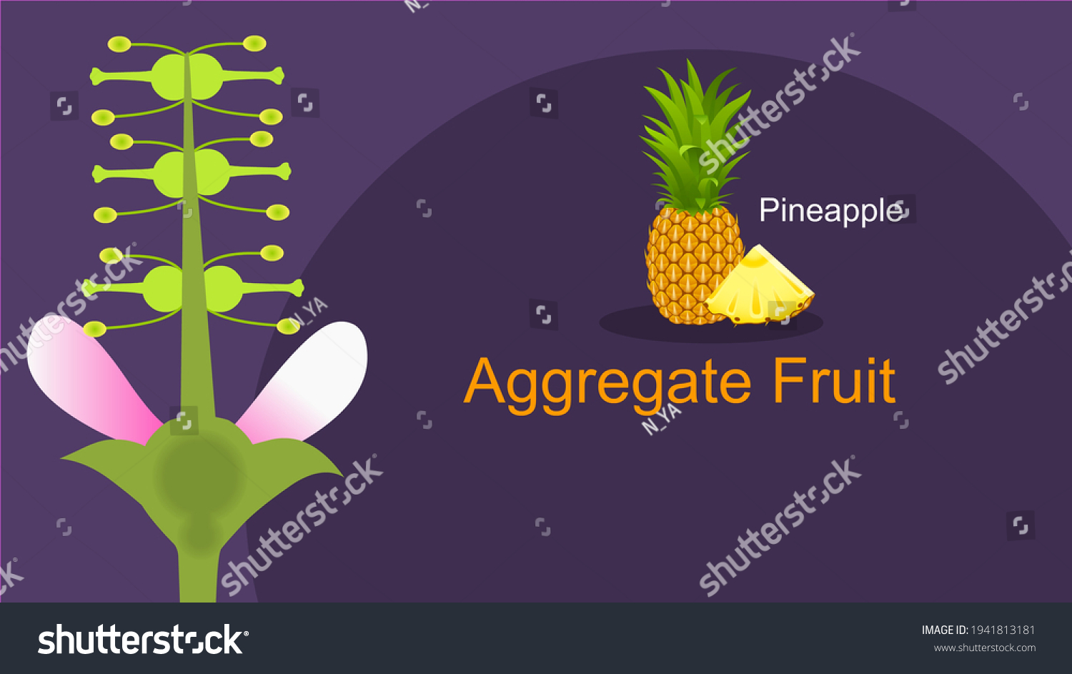 Aggregate Fruit Plant Biology Chart Stock Illustration 1941813181 ... Aggregate Fruit Plant Biology Chart Stock Illustration 1941813181 ...