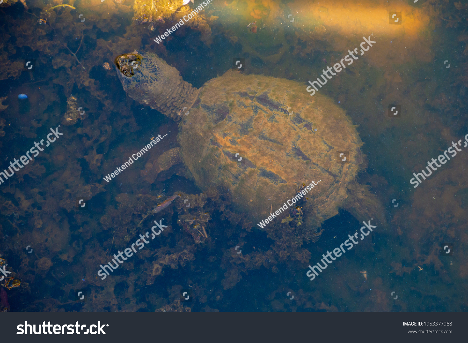 Aerial View Giant Snapping Turtle Stock Photo 1953377968 | Shutterstock