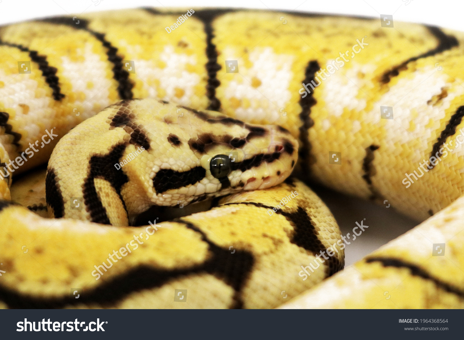 Ball Python Snake Bumblebee Isolated White Stock Photo 1964368564 ...