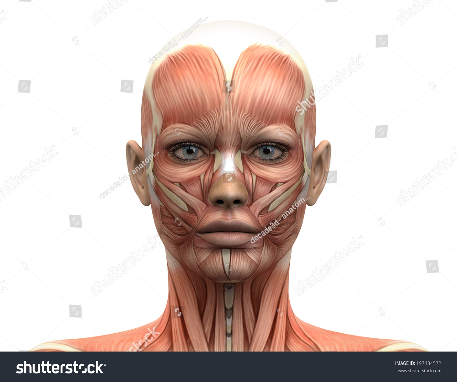 여성 머리 근육 해부학 - 전면 스톡 일러스트 197484572 | Shutterstock 여성 머리 근육 해부학 - 전면 스톡 일러스트 197484572 | Shutterstock