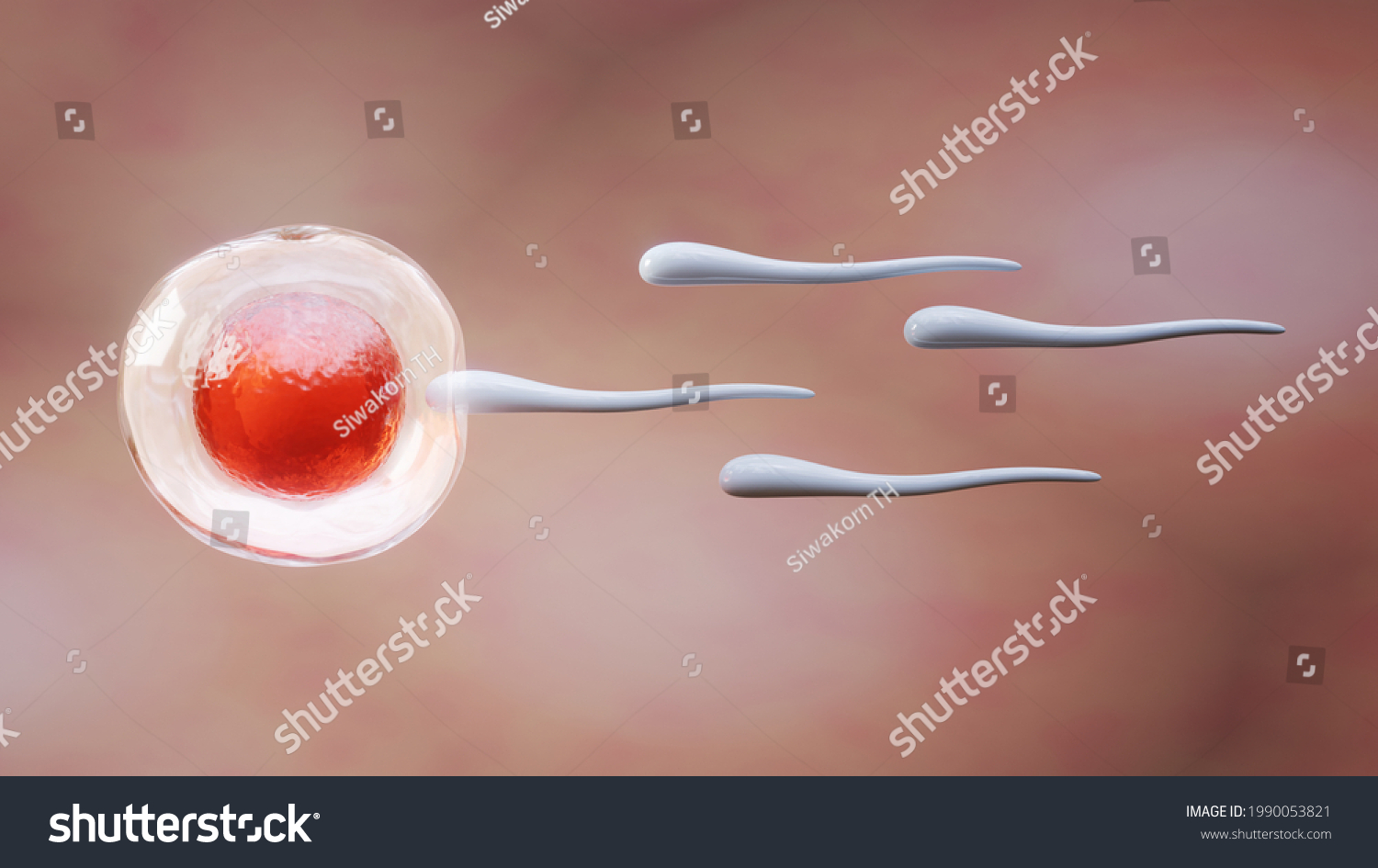 Sperm Embryo Fertile Egg Ovum 3d Stock Illustration 1990053821
