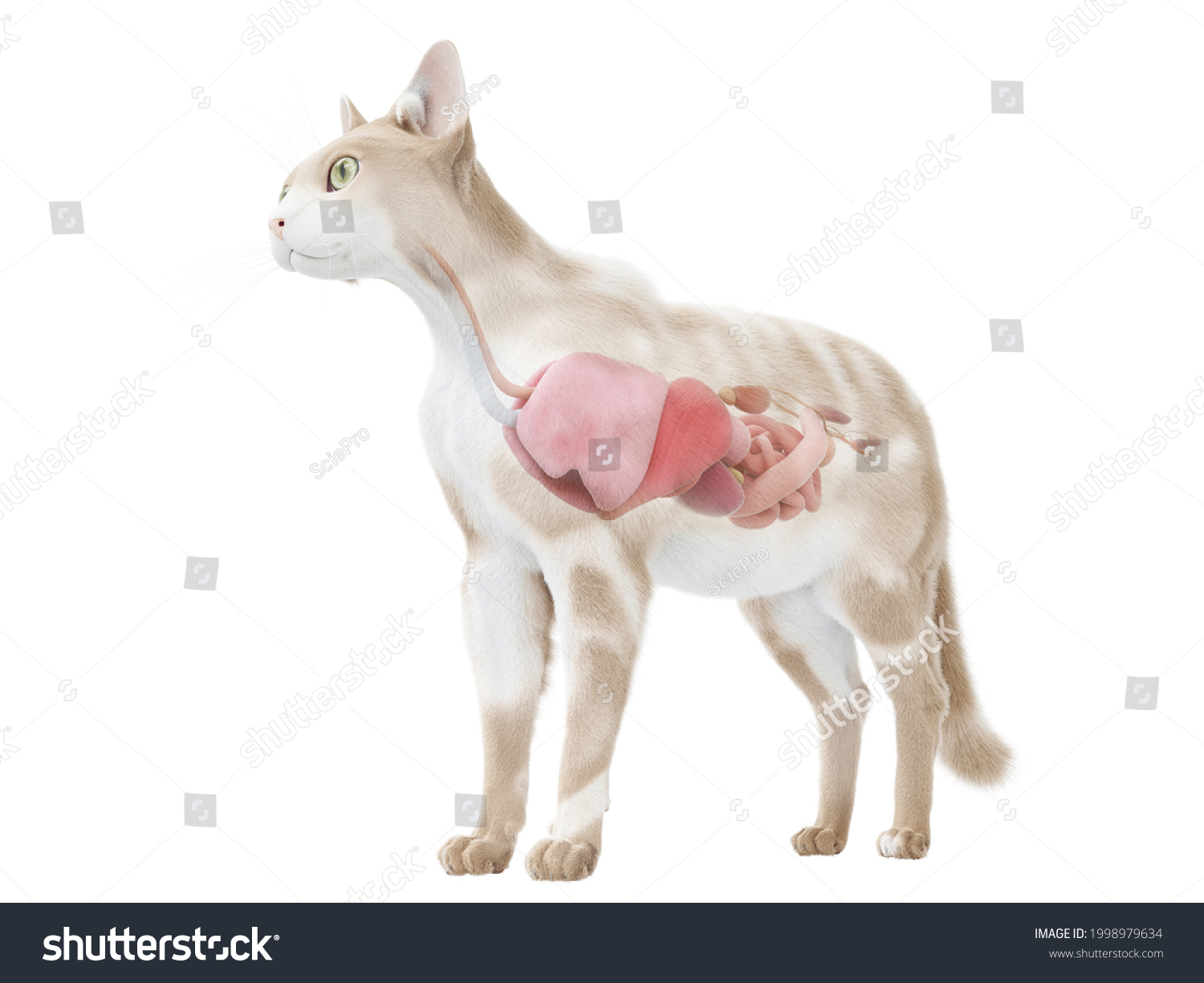 What Organs Does A Cat Have at Sean Hawker blog What Organs Does A Cat Have at Sean Hawker blog