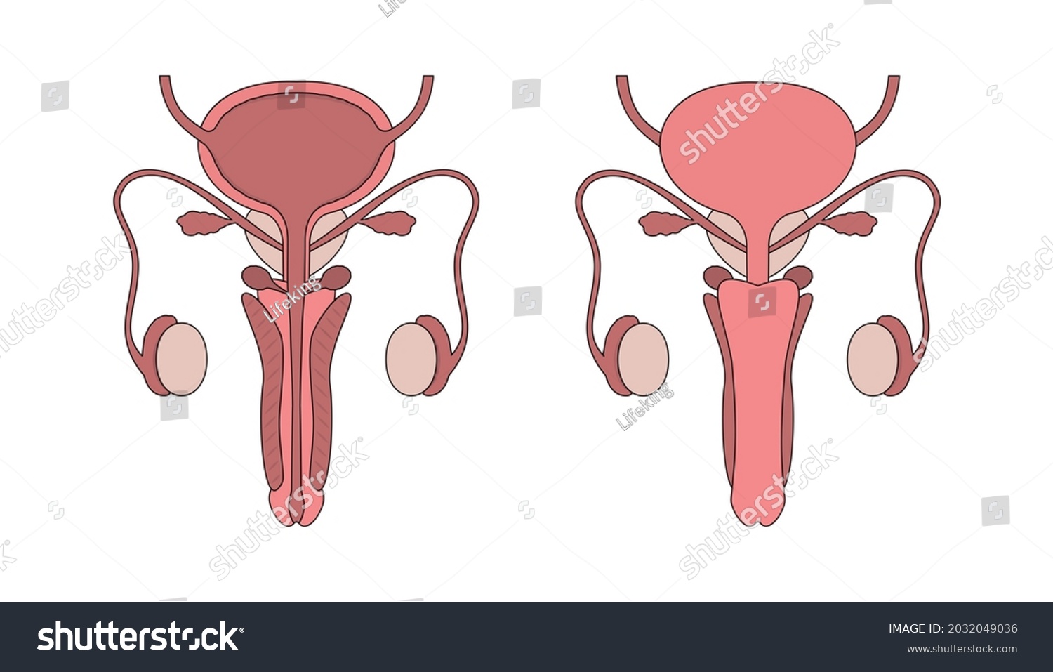 Graphic Illustration Male Human Reproductive System Stock Vector