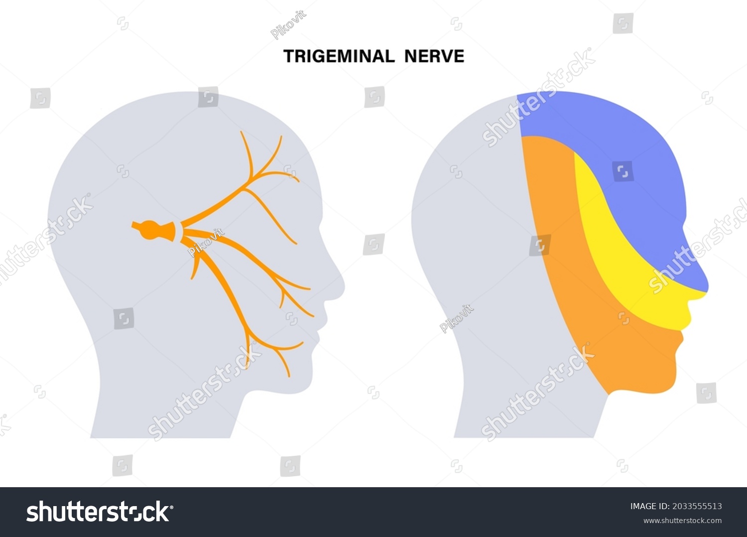 Trigeminal Nerve Diagram Ganglion Ophthalmic Mandibular 库存矢量图(免版税 ... Trigeminal Nerve Diagram Ganglion Ophthalmic Mandibular 库存矢量图(免版税 ...