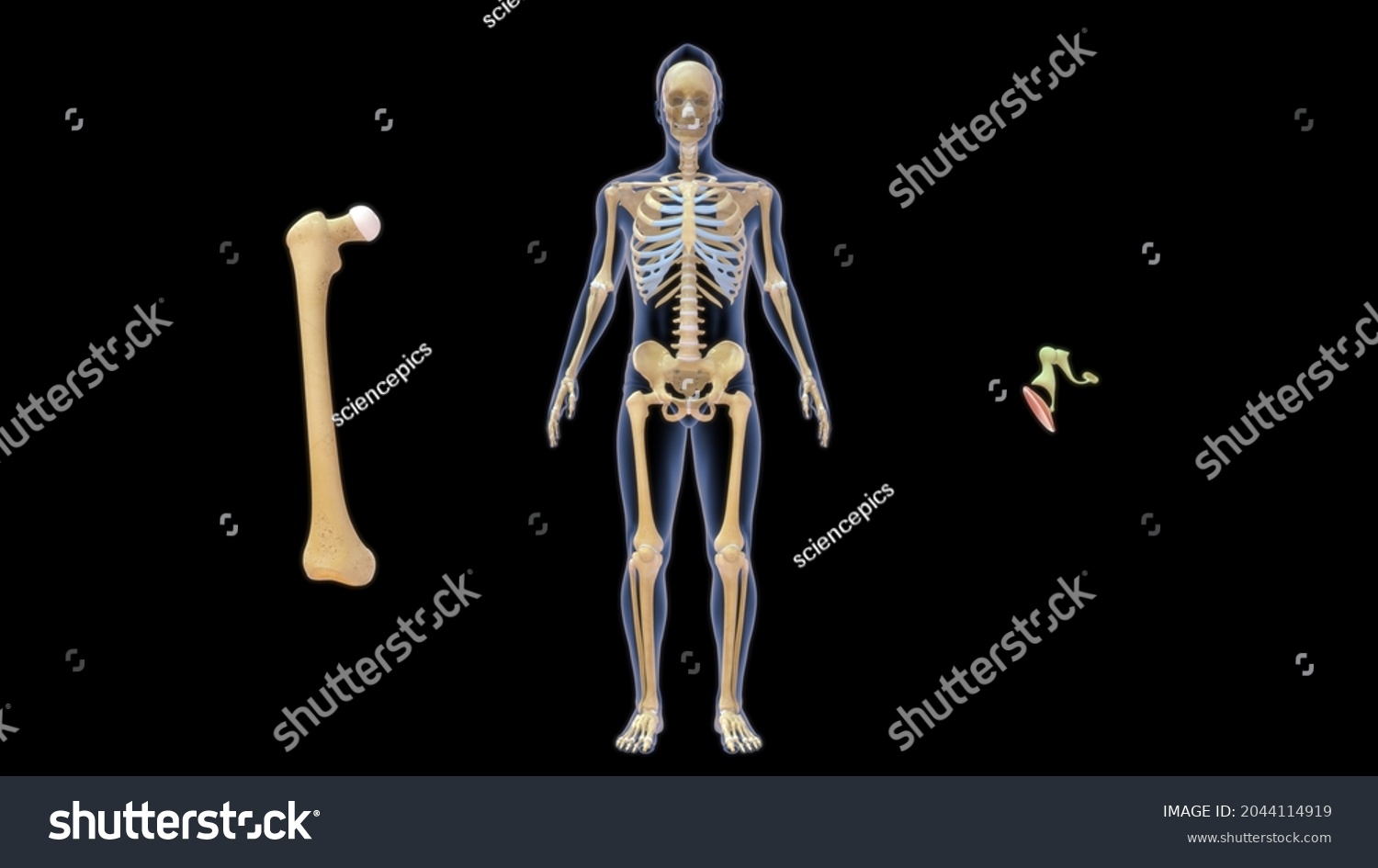 Ilustrasi Stok Largest Smallest Bone Human Body 3d 2044114919 Shutterstock