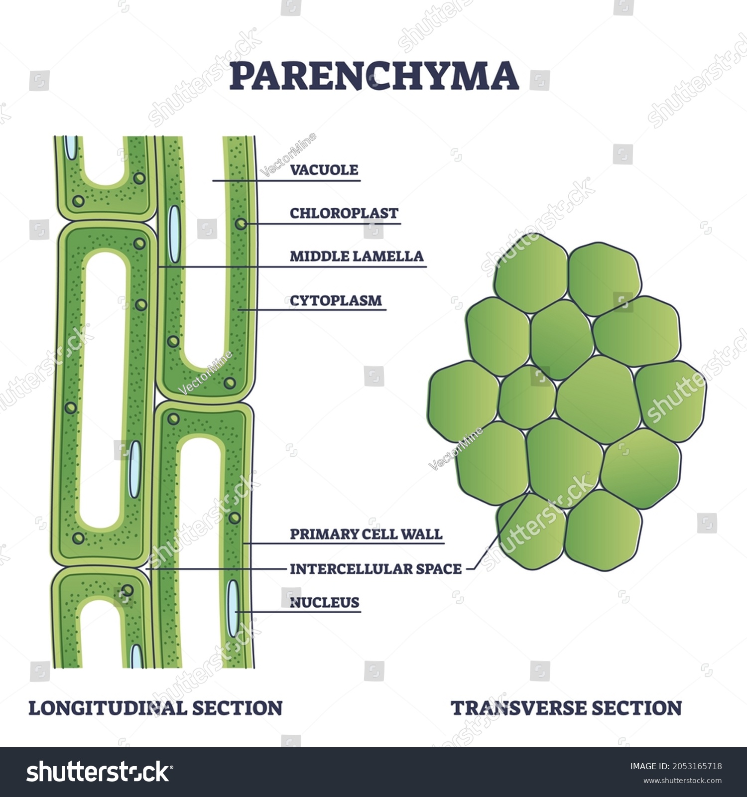 982 Imágenes De Parenchyma Cells Imágenes Fotos Y Vectores De Stock