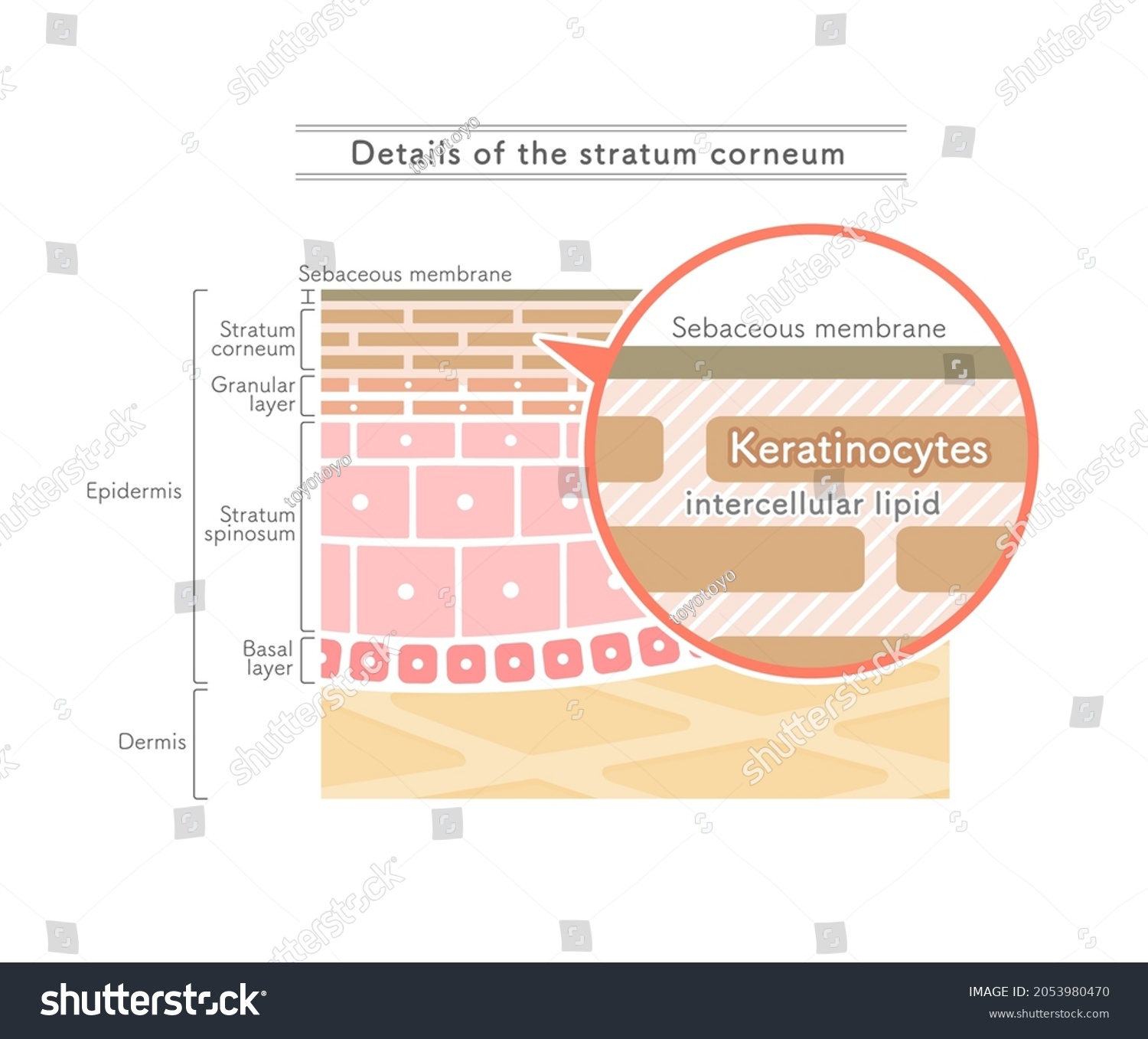 Illustration Showing Structure Stratum Corneumenglish Notation Stock