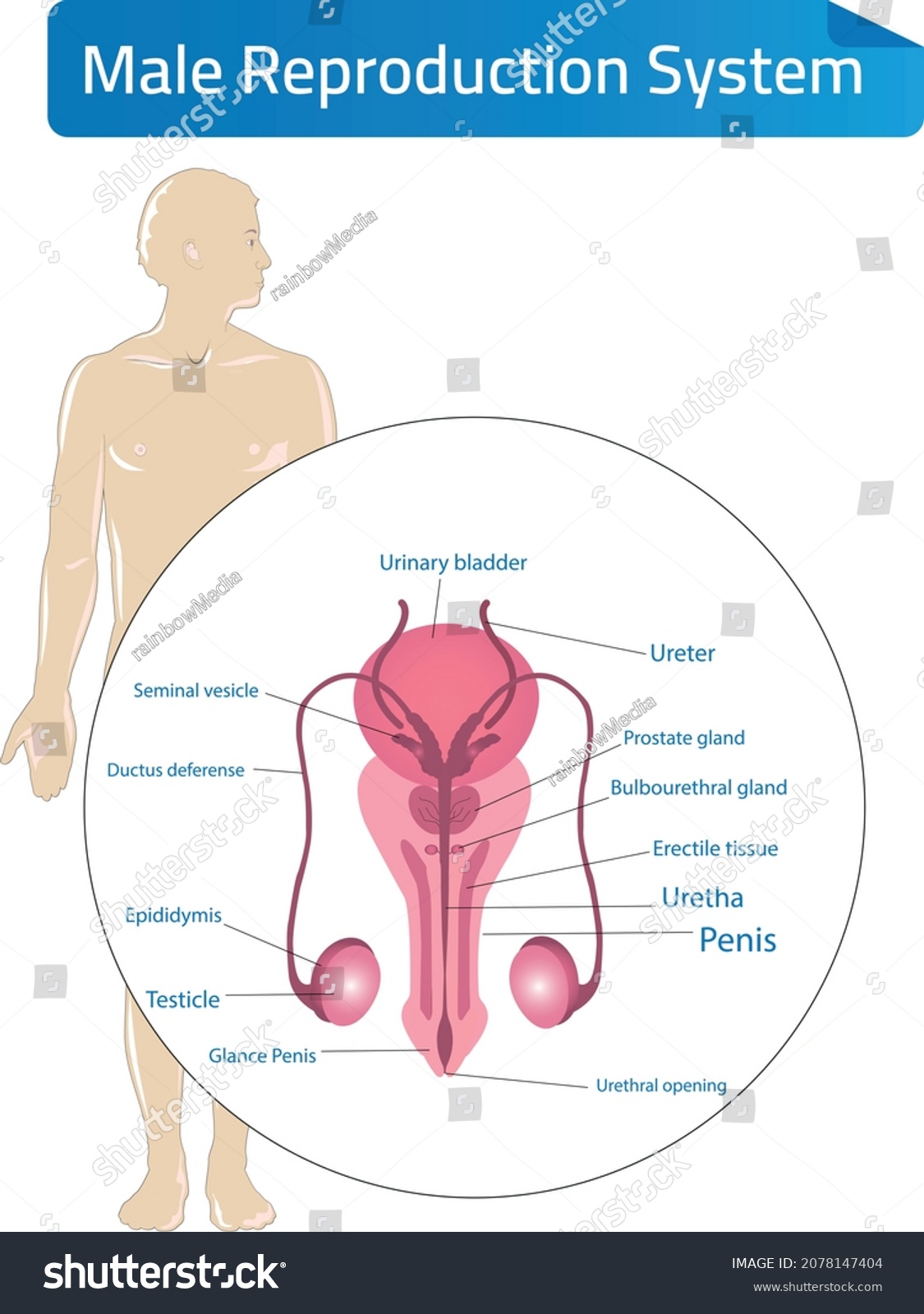 Vektor Stok Male Reproductive System Detailed Anatomy Vector Tanpa